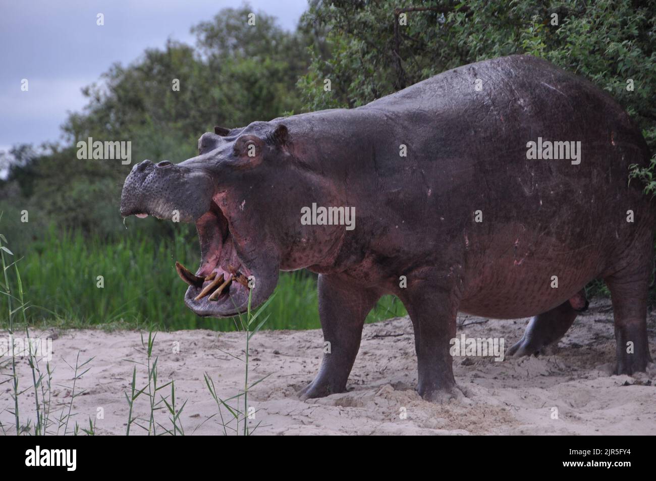 Angry Hippopotamus