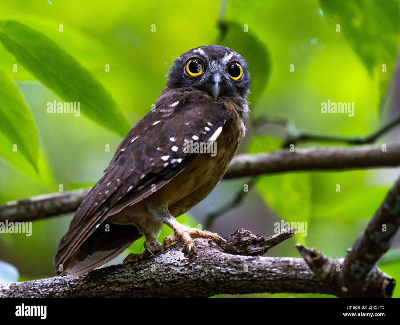 An endemic Ochre-bellied Boobook (Ninox ochracea) perched on a branch ...