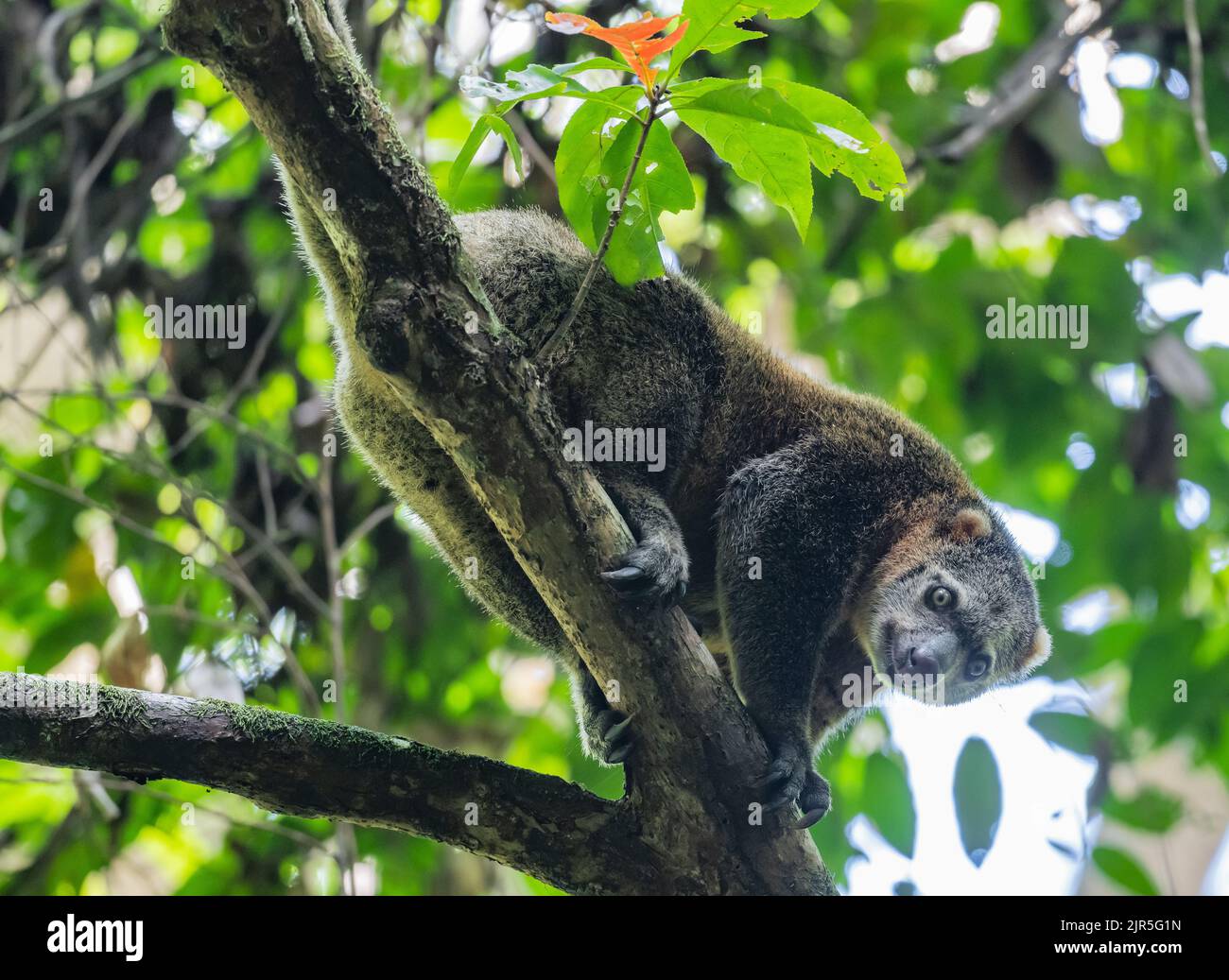 A rare and endemic marsupial Sulawesi Bear cuscus (Ailurops ursinus) on ...