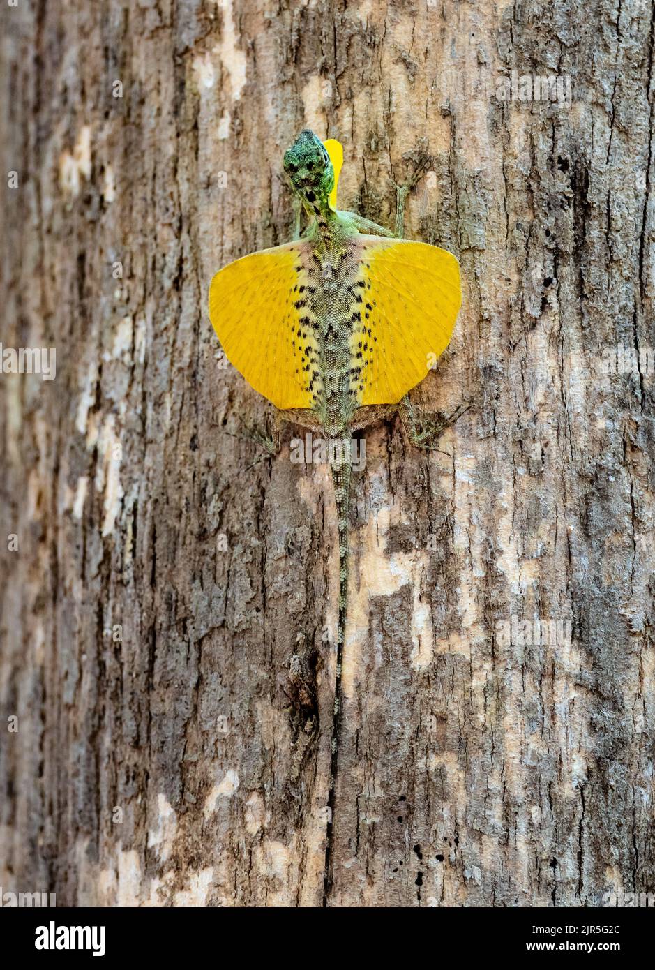 Draco display hi-res stock photography and images - Alamy