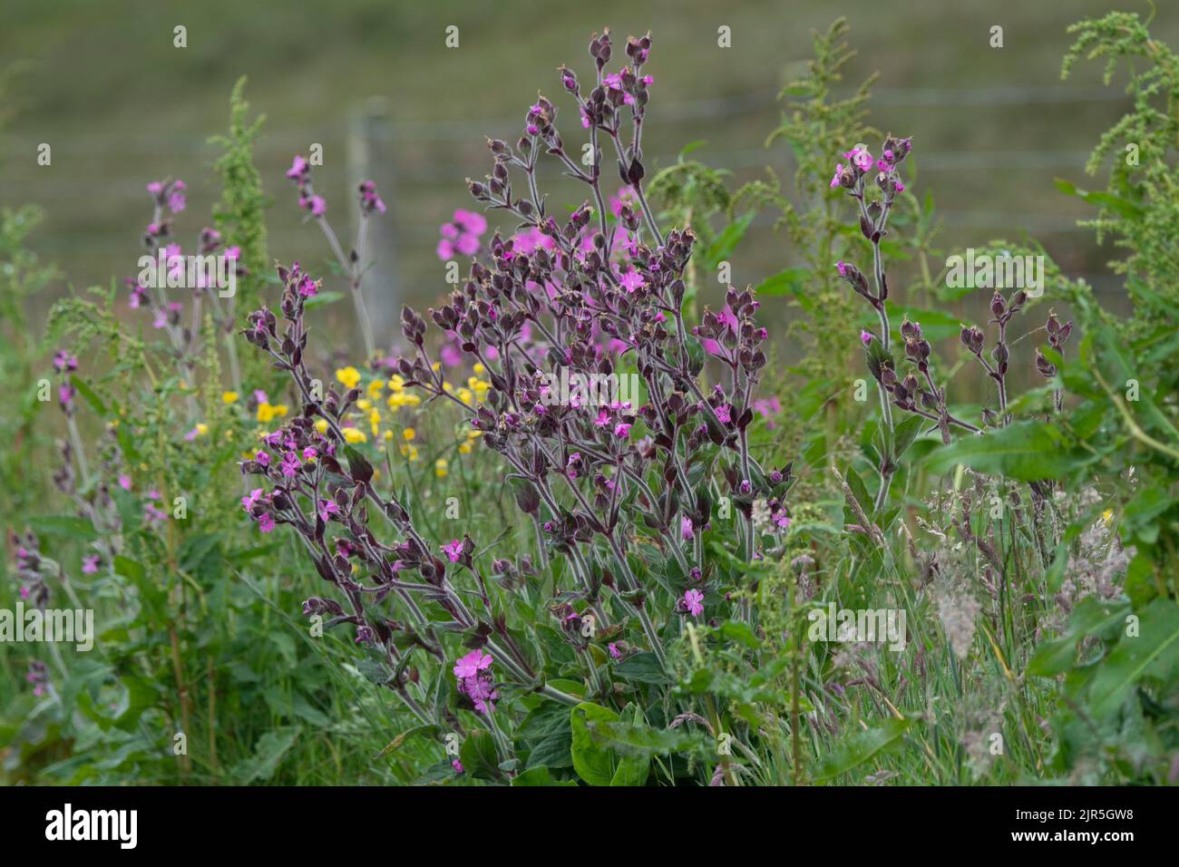 Campion red (Silene dioica), Nesting, East Mainland, Shetland Stock Photo - Alamy