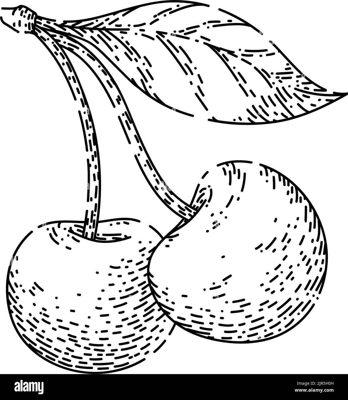 cherry leaf sketch hand drawn vector Stock Vector Image & Art - Alamy