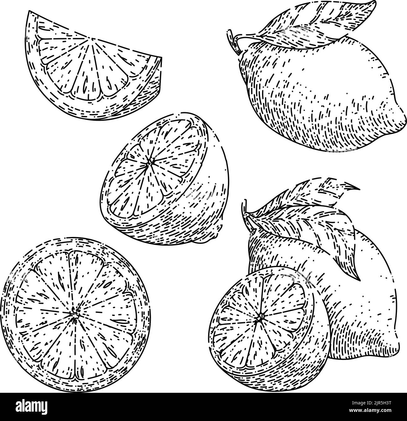 lemon yellow fruit set sketch hand drawn vector Stock Vector Image ...