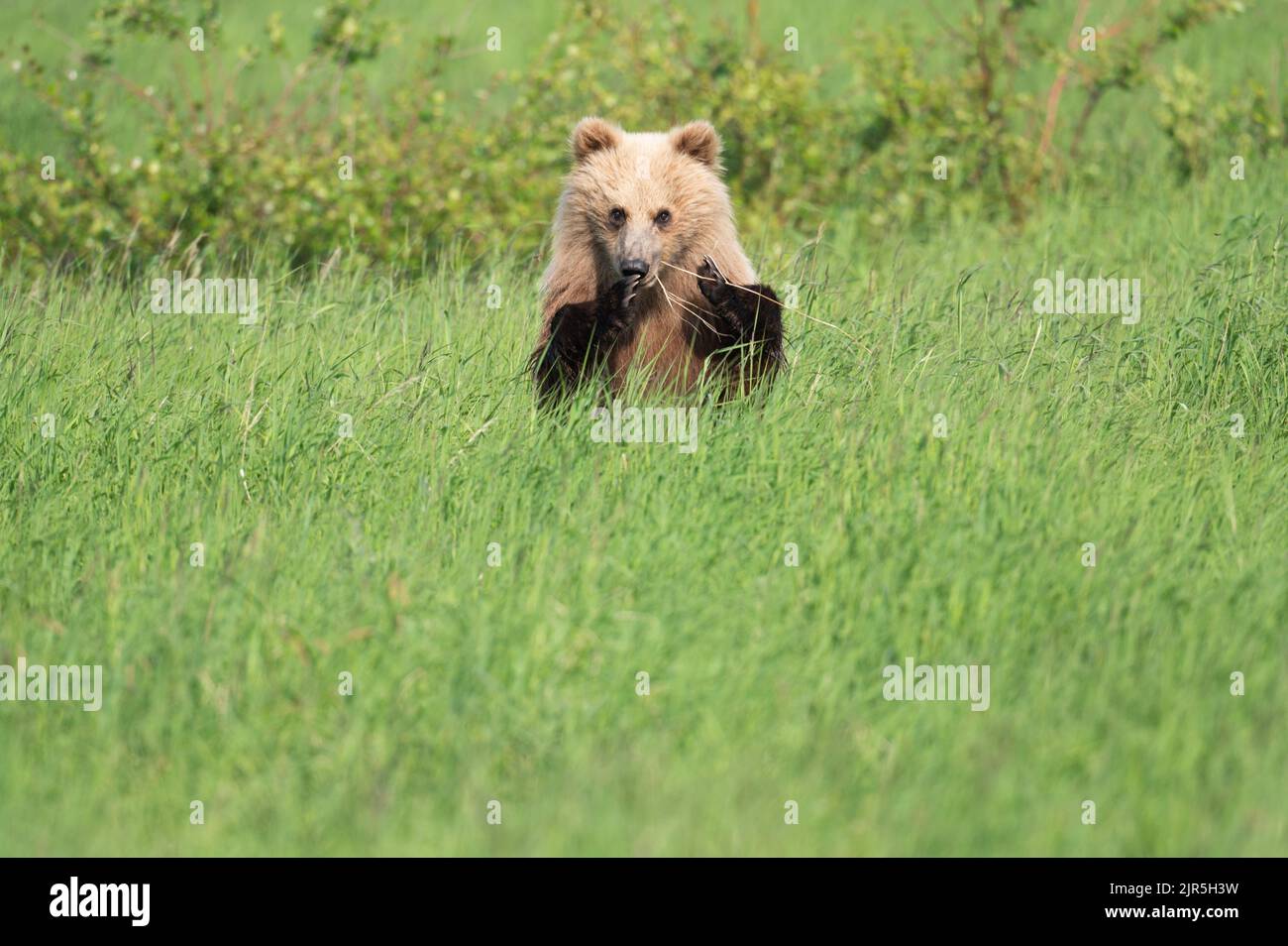 Cute Alaskan brown bear cub standing on its hind legs for a better view ...