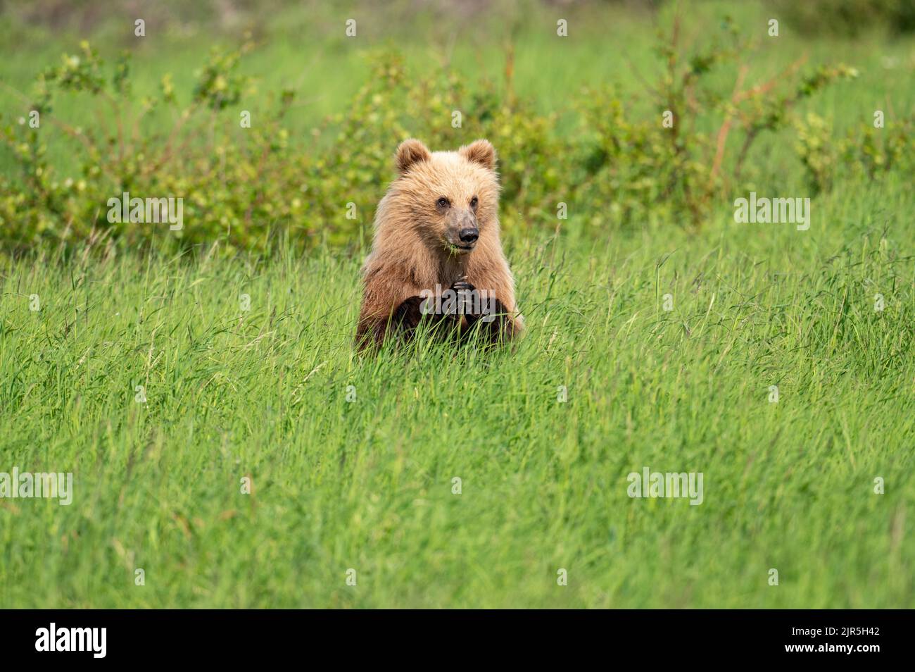 Cute Alaskan brown bear cub standing on its hind legs for a better view ...