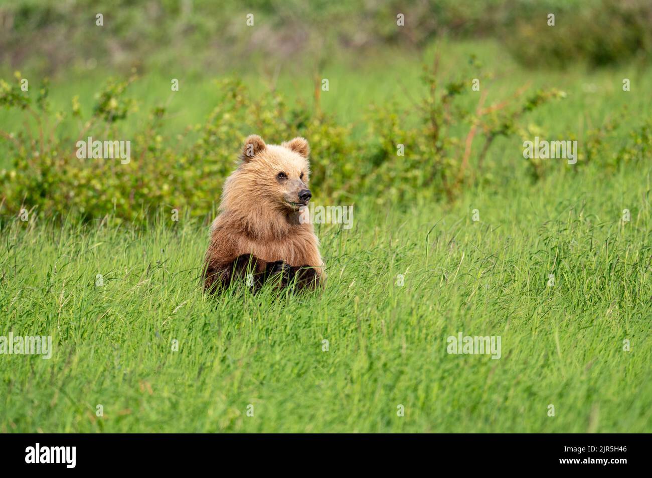 Cute Alaskan brown bear cub standing on its hind legs for a better view ...