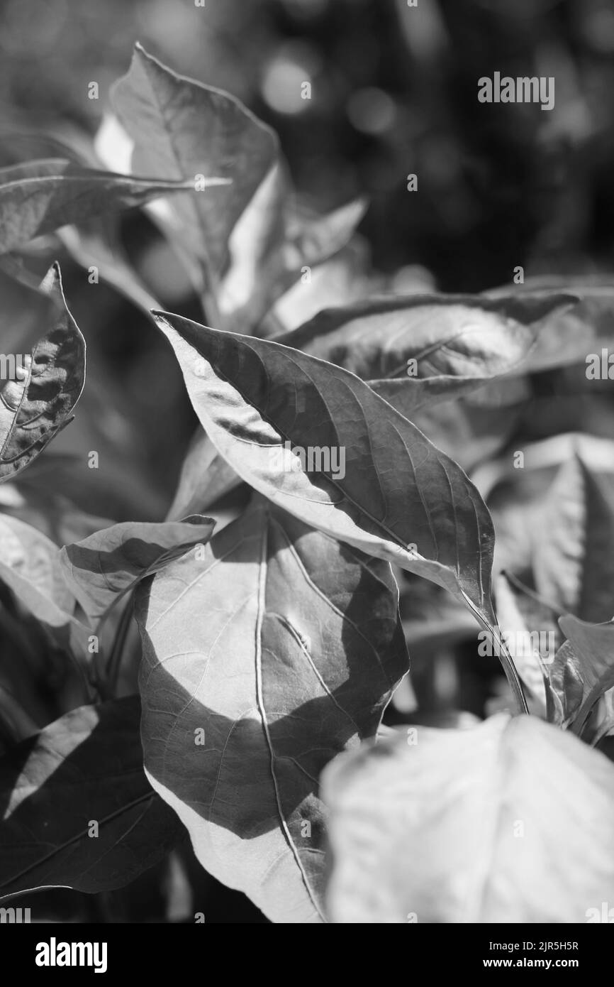 Leafy vines climbing all over the kitchen garden on a beautiful sunny ...