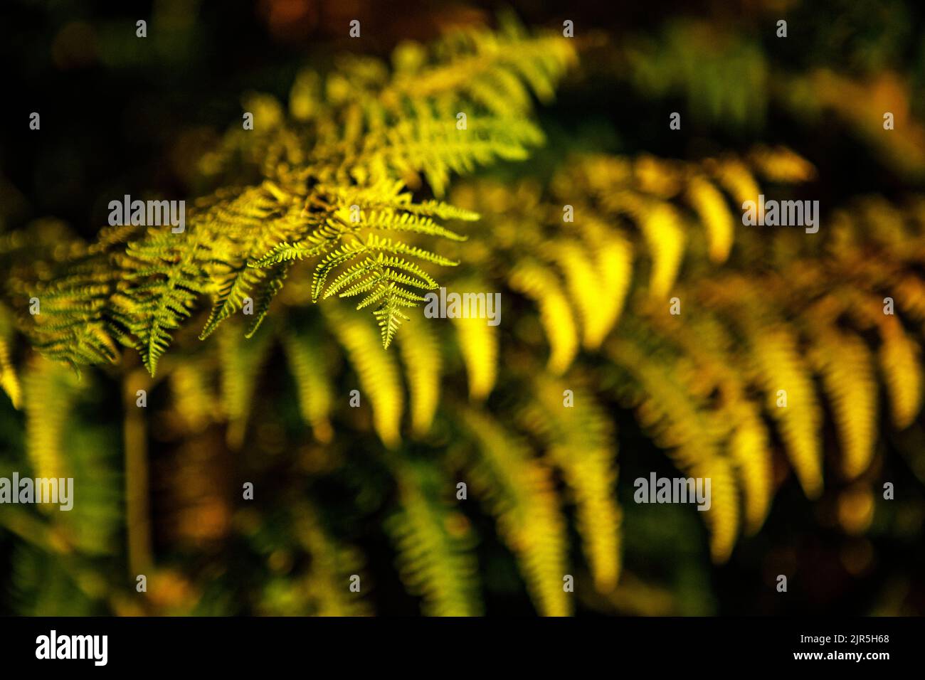 Fritton lake hi-res stock photography and images - Alamy