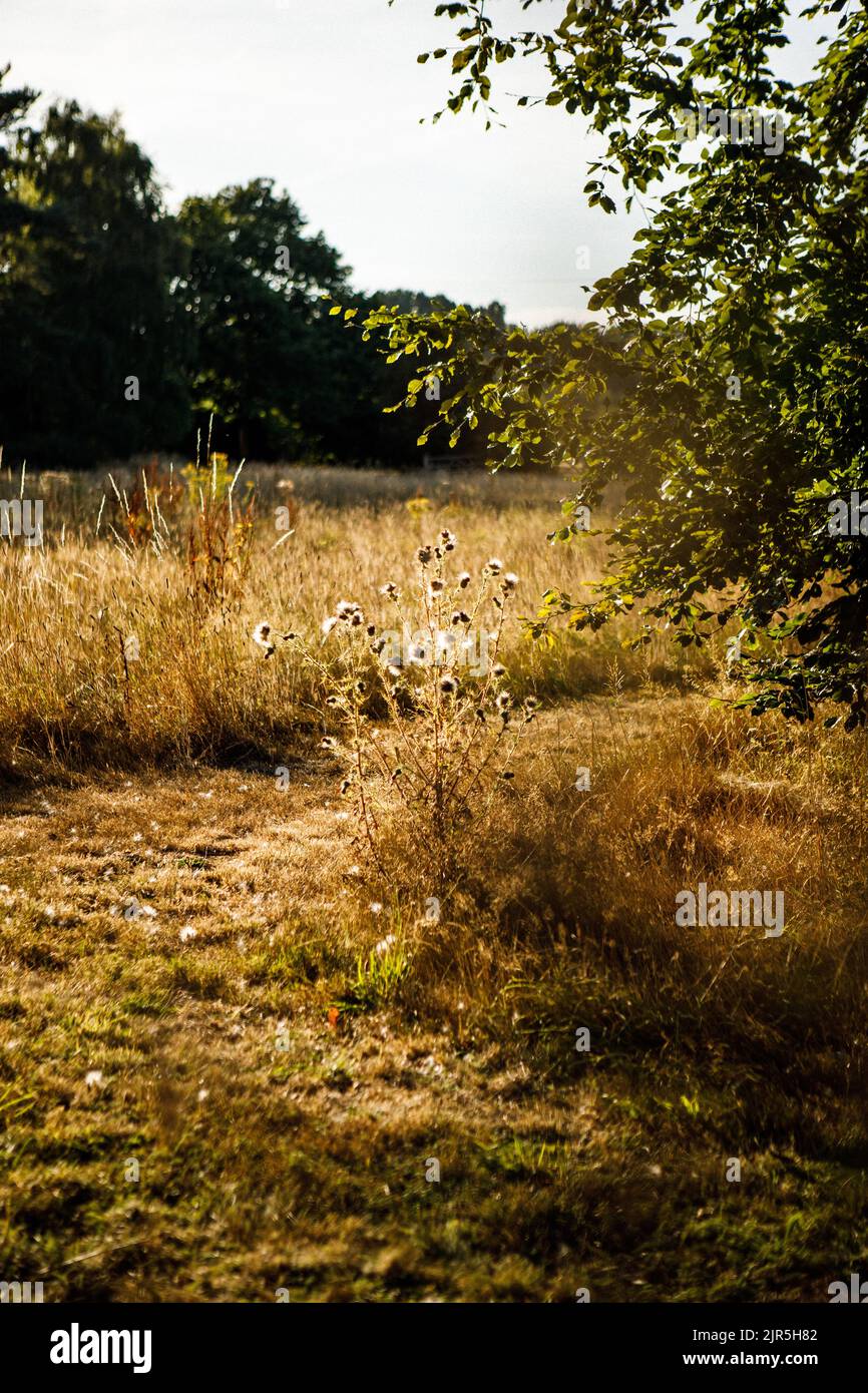 Fritton lake hi-res stock photography and images - Alamy