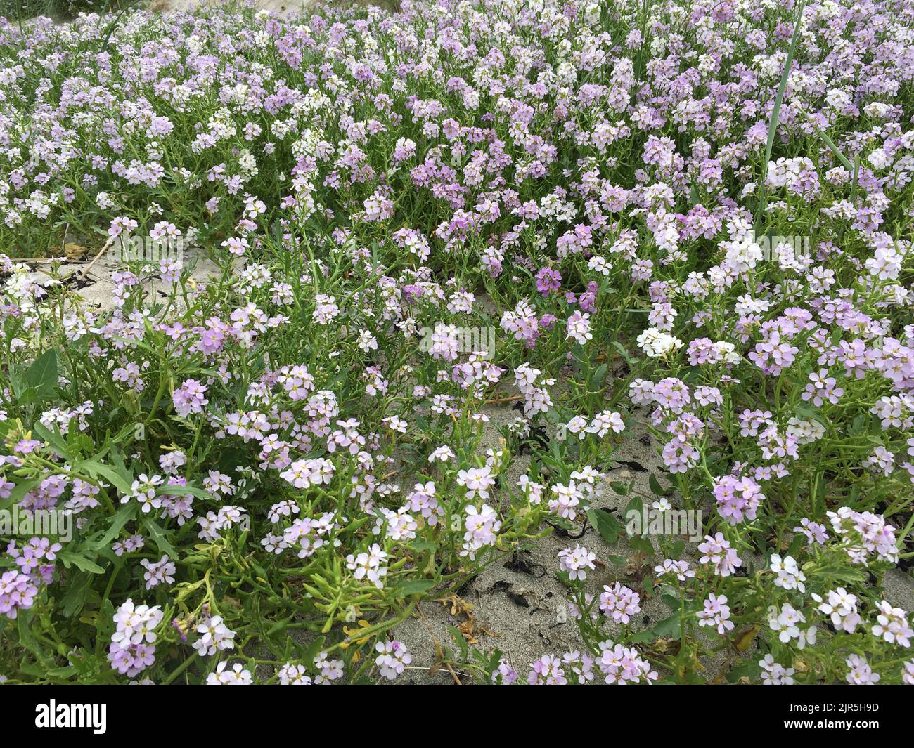 Sea rocket (Cakile maritima), Spiggie Beach, South Mainland, Shetland ...