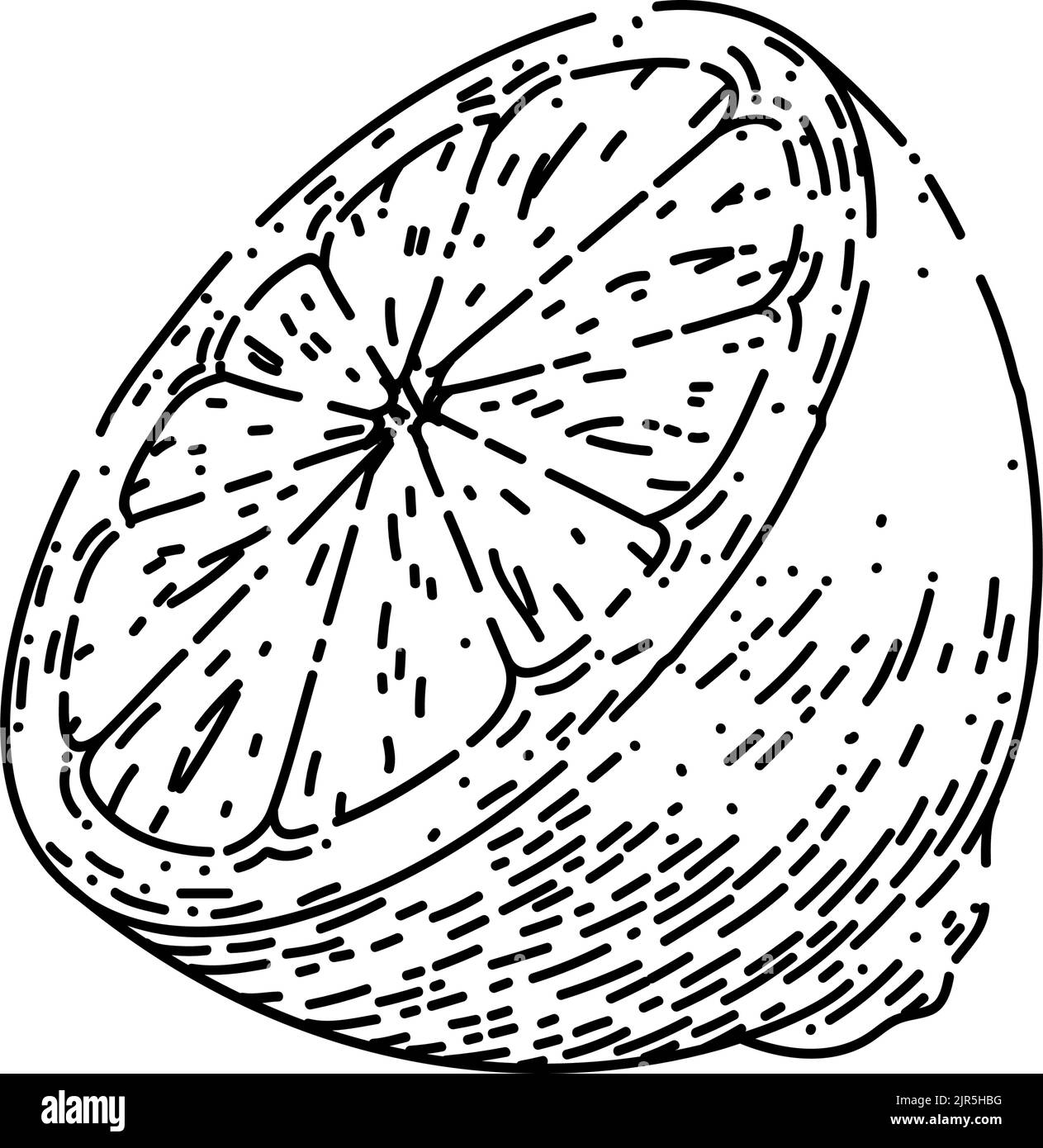 cut lemon sketch hand drawn vector Stock Vector Image & Art - Alamy