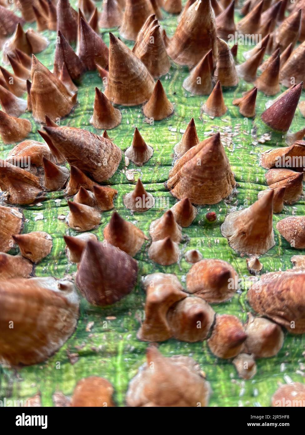 Closeup on the impressive thorny tree trunk of the South American White ...