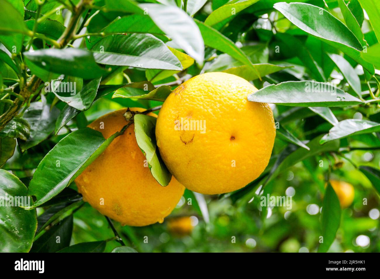 Grapefruit is grown on North Island in New Zealand Stock Photo - Alamy