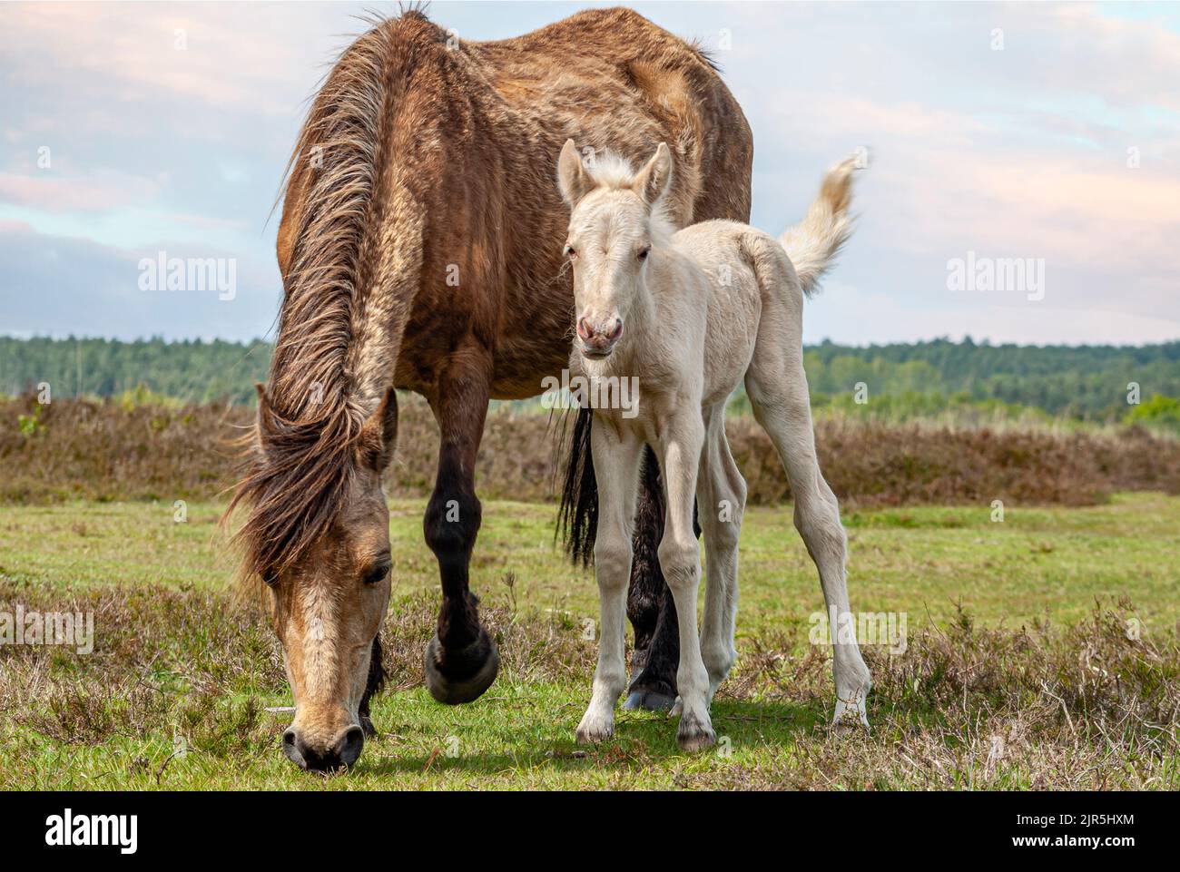 Wild New Forest Pony Mare with foal at New Forest Wildlife Park ...