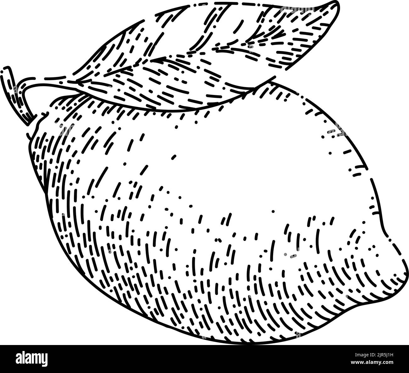 fresh lemon sketch hand drawn vector Stock Vector Image & Art - Alamy