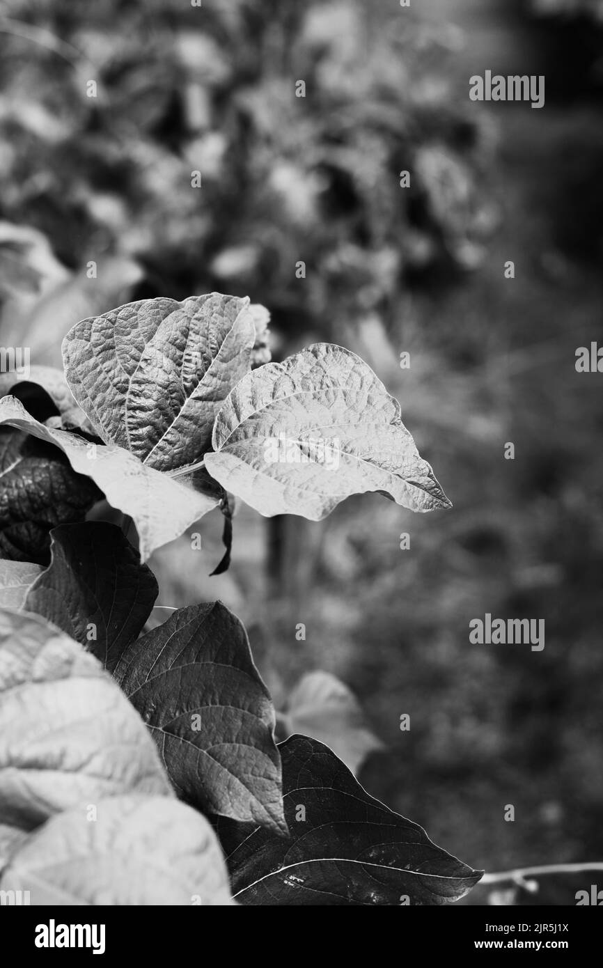 Leafy vines climbing all over the kitchen garden on a beautiful sunny ...