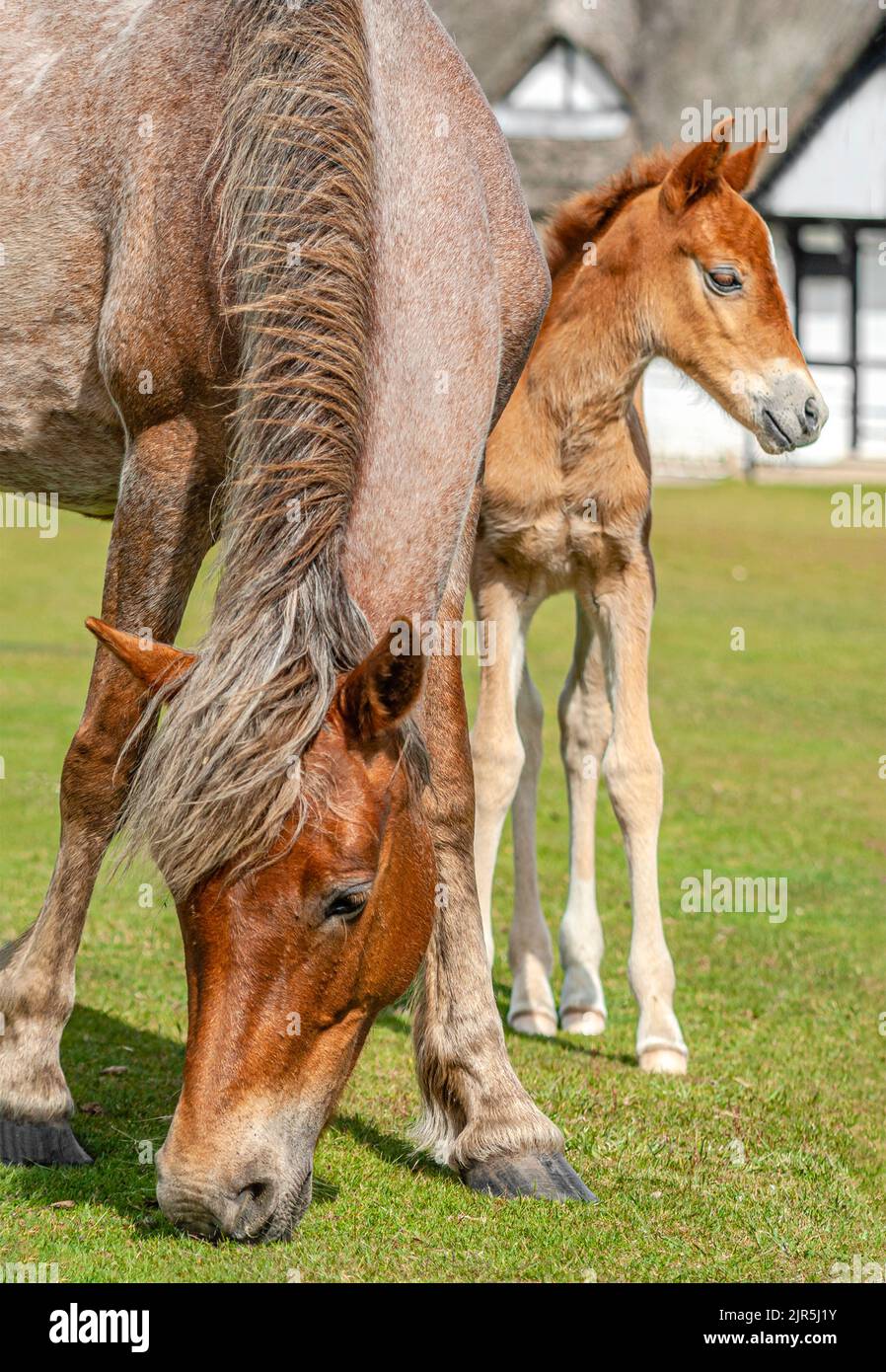 Wild New Forest Pony Mare with foal at New Forest Wildlife Park ...