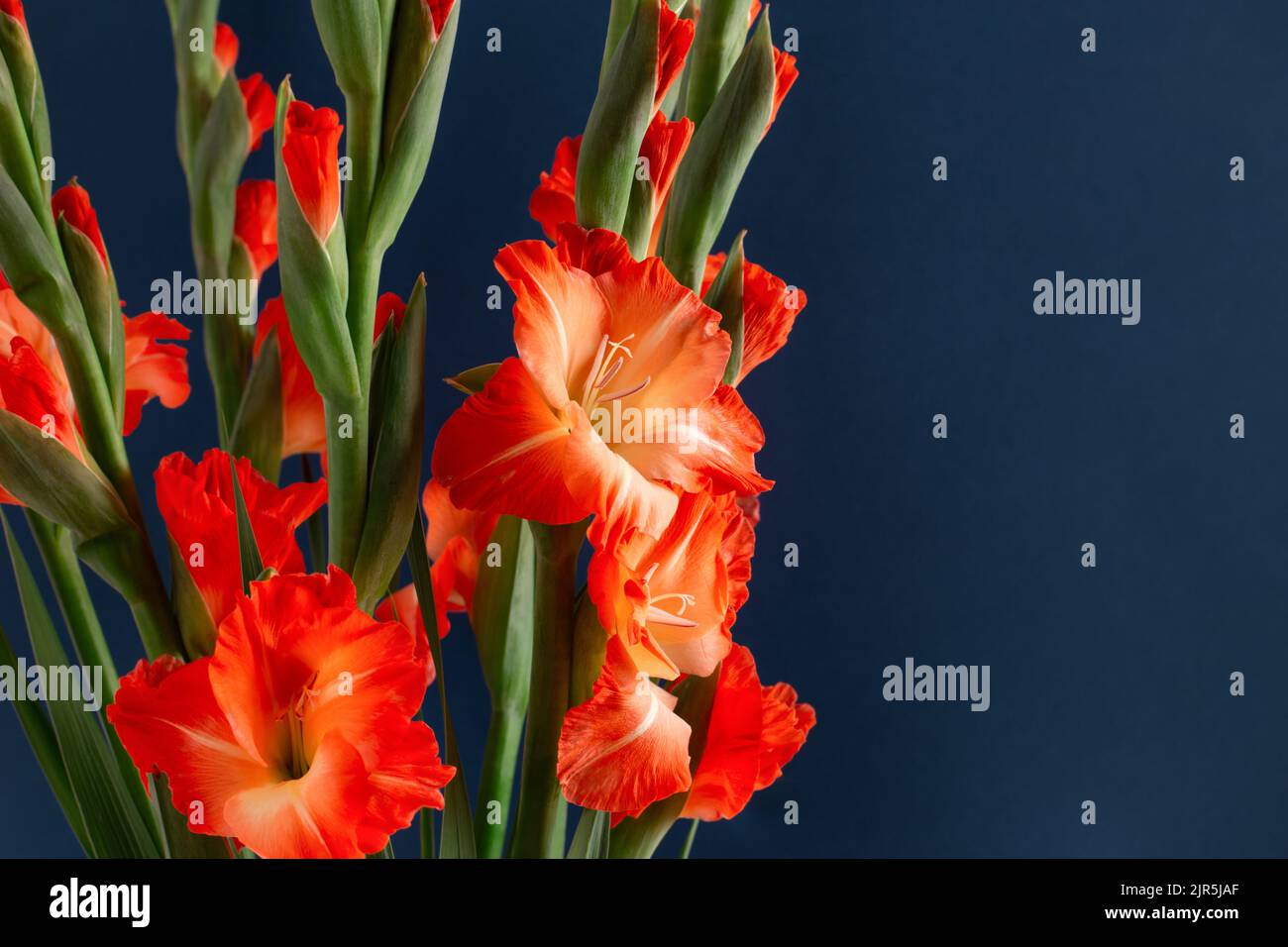 Close-up of elegant bouquet of coral gladioluses isolated on dark blue ...