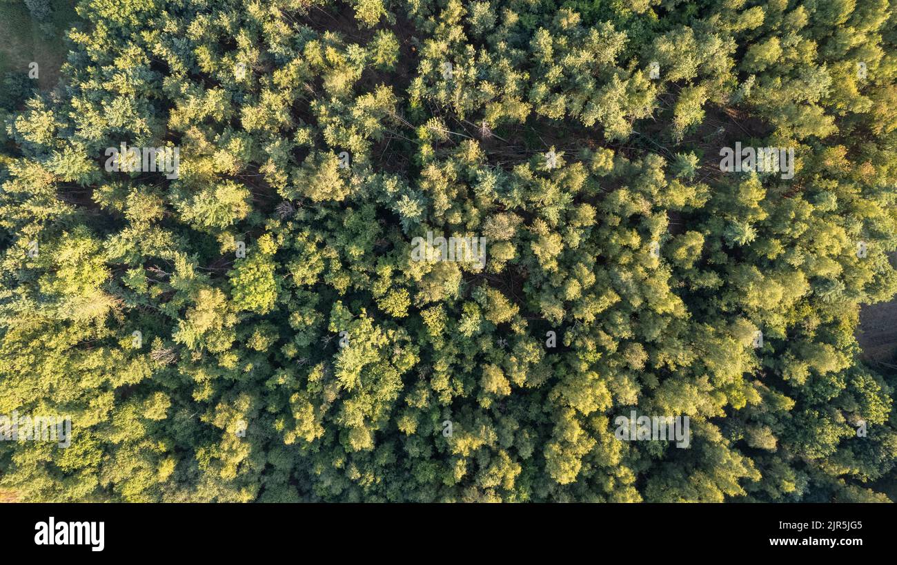 Aerial view of green summer forest with spruce and pine trees in ...