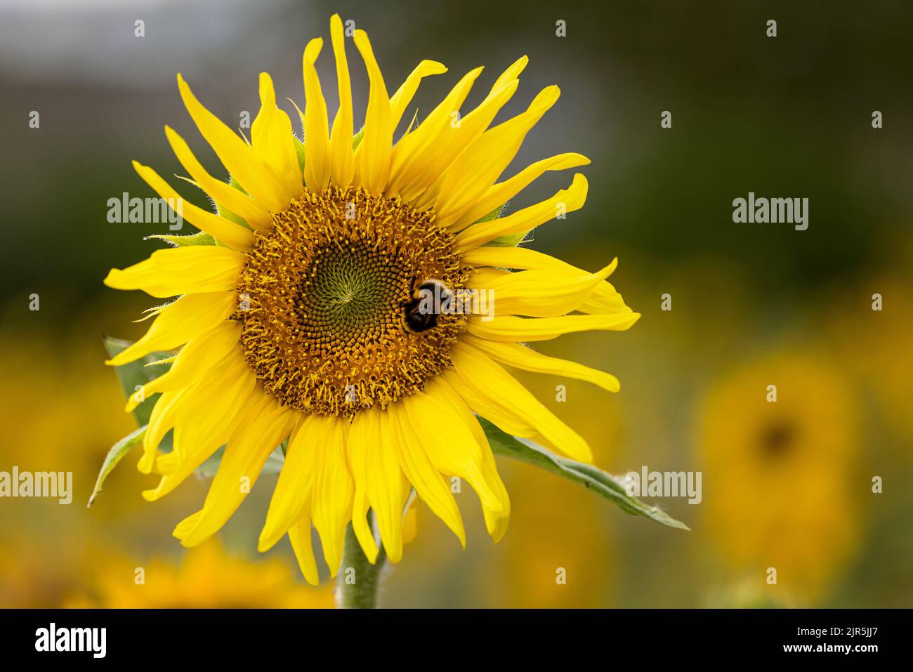 Tall red sunflower hi-res stock photography and images - Alamy