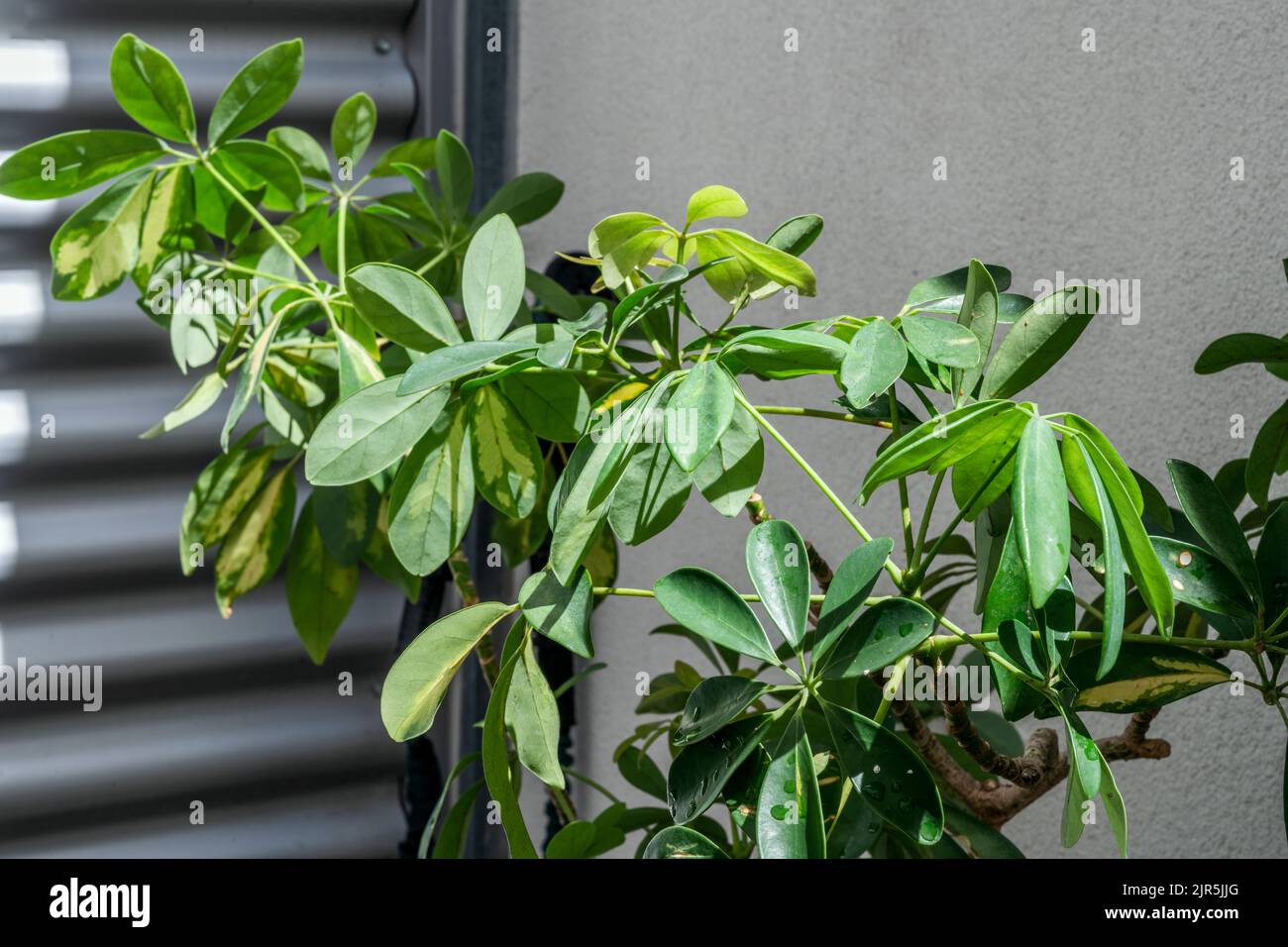 Schefflera arboricola leaves on a terrace with glass and metal walls ...