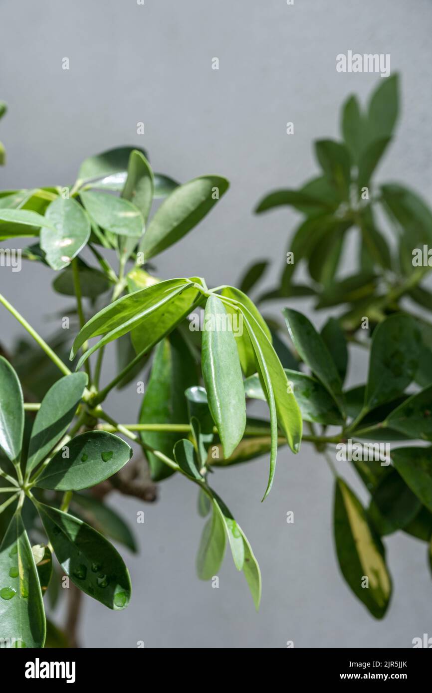Schefflera arboricola leaves on a terrace with white cement walls Stock ...