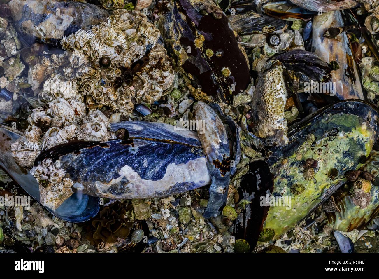 California Mussels and barnacles at Tongue Point in Salt Creek ...