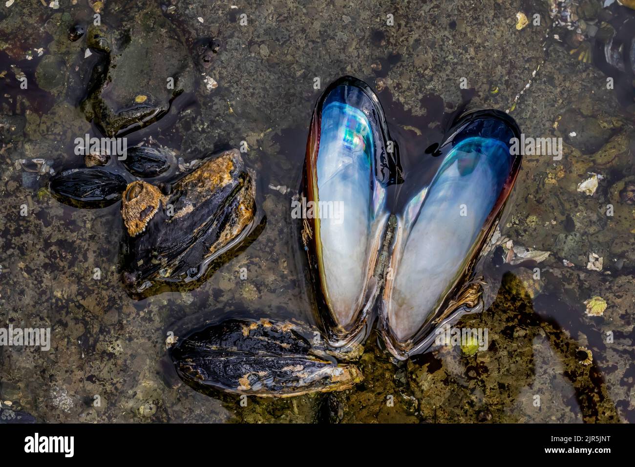 Iridescence of interior of California Mussel, Mytilus californianus ...