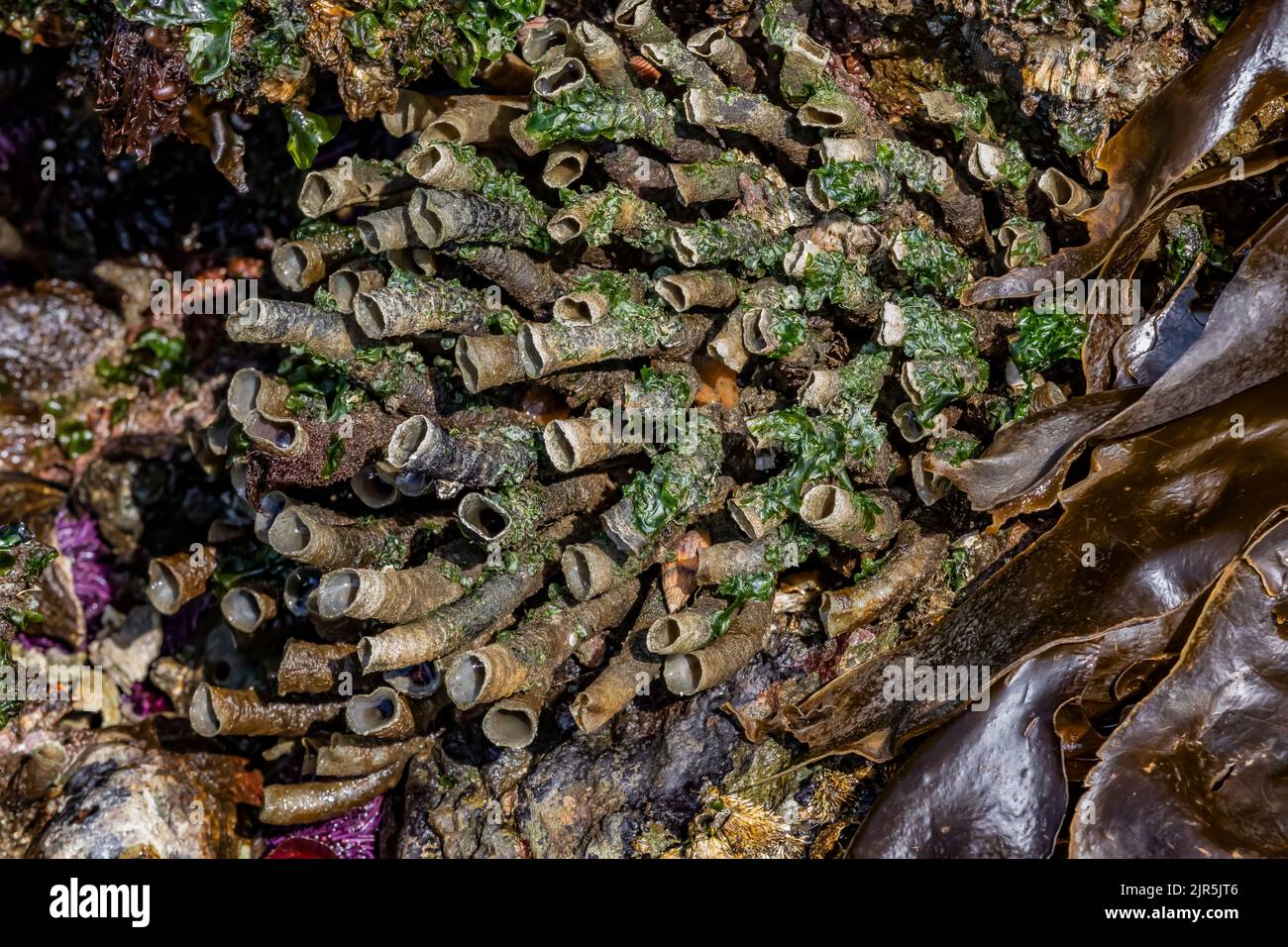 Northern Feather Duster Worms, Eudistylia vancouveri, clustered on rock ...