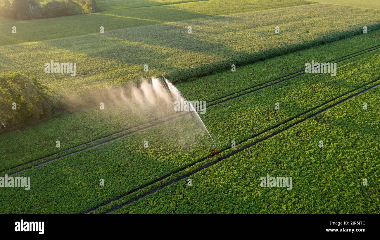 Aerial view by a drone of a potato field being irrigated by a gigantic ...