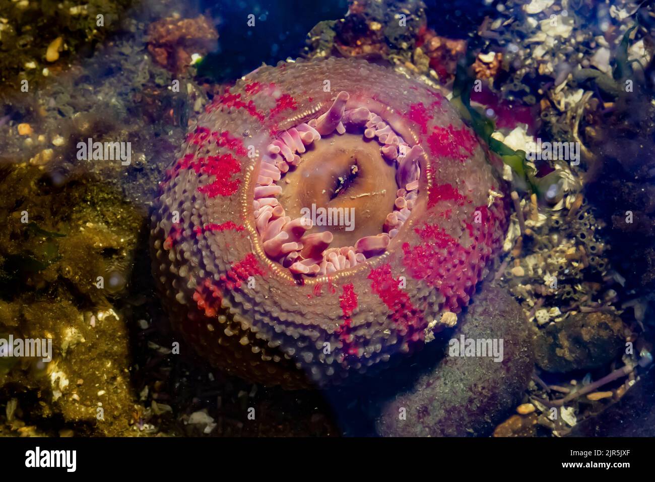 Painted Anemone, Urticina crassicornis, at Tongue Point in Salt Creek ...