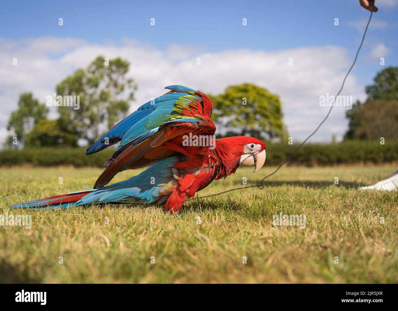 Parrot harness hi-res stock photography and images - Alamy
