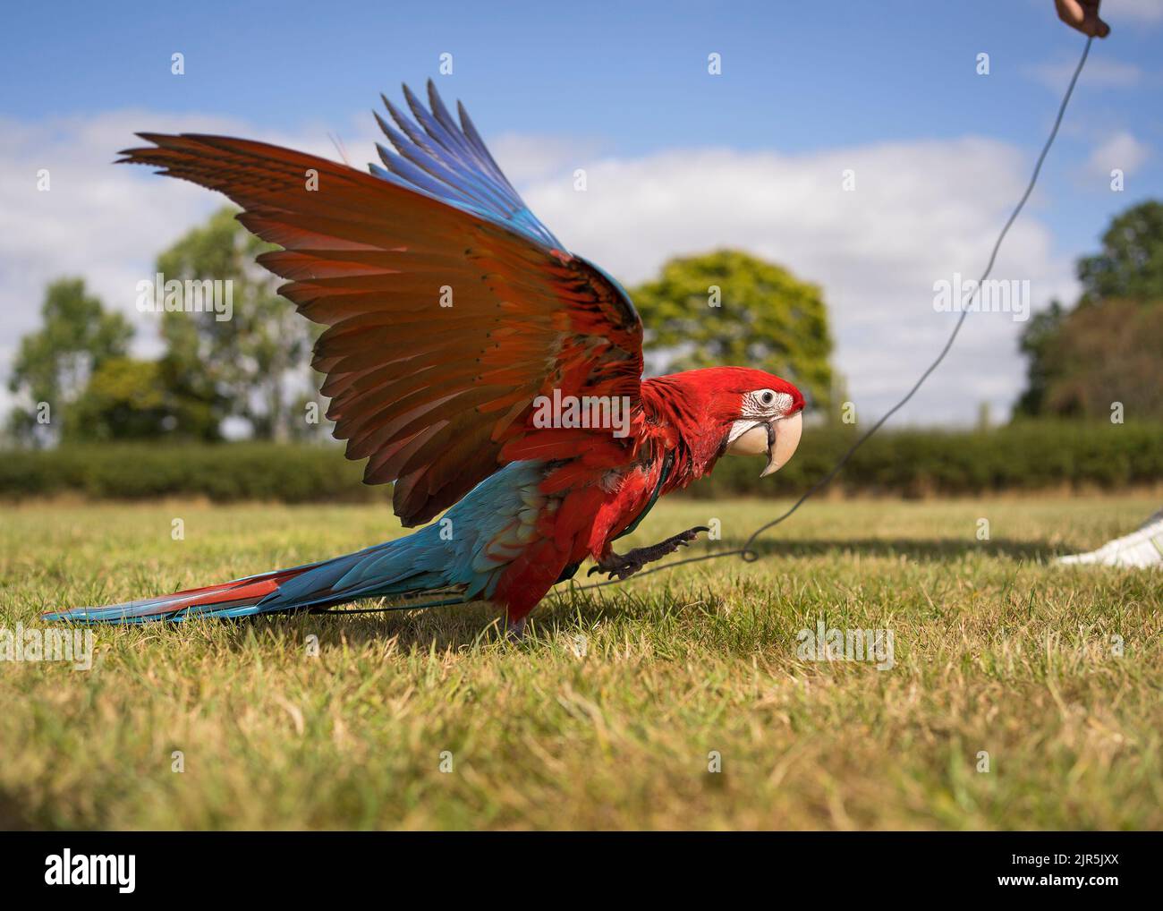 Parrots uk hi-res stock photography and images - Alamy