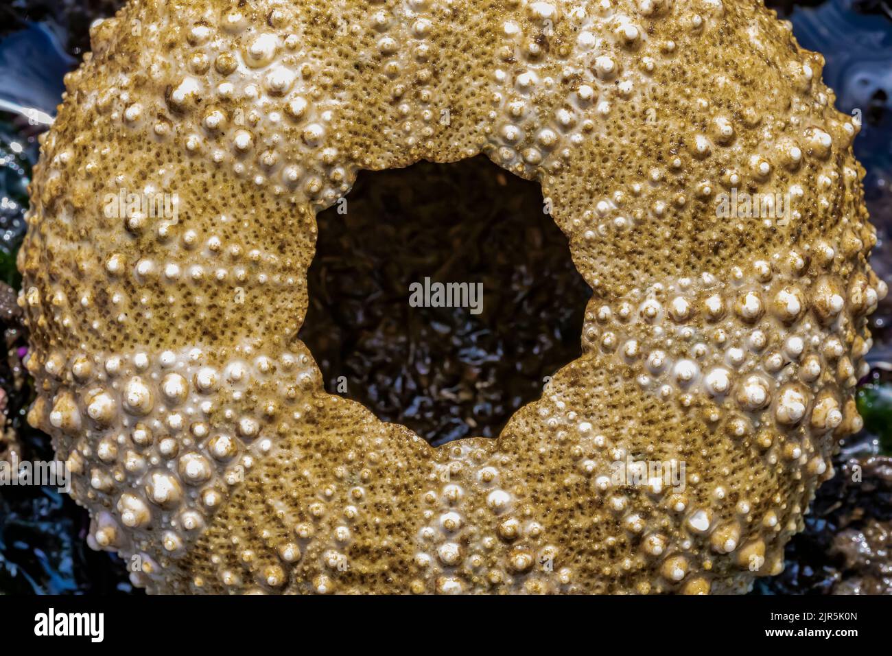Sea urchin test (shell) at Tongue Point in Salt Creek Recreation Area ...