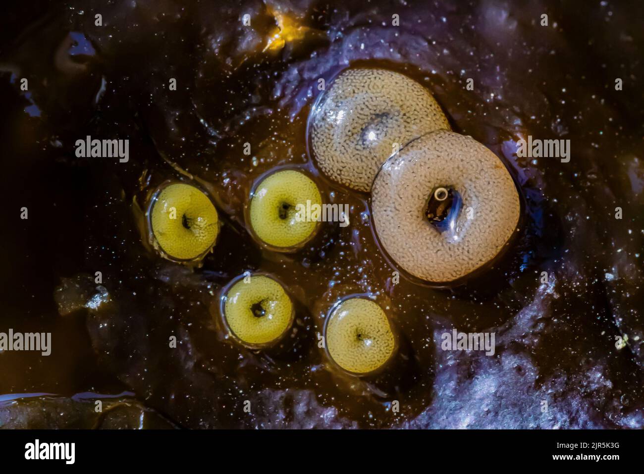 Northern Lacuna, Lacuna vincta, snail eggs on kelp at Tongue Point in ...