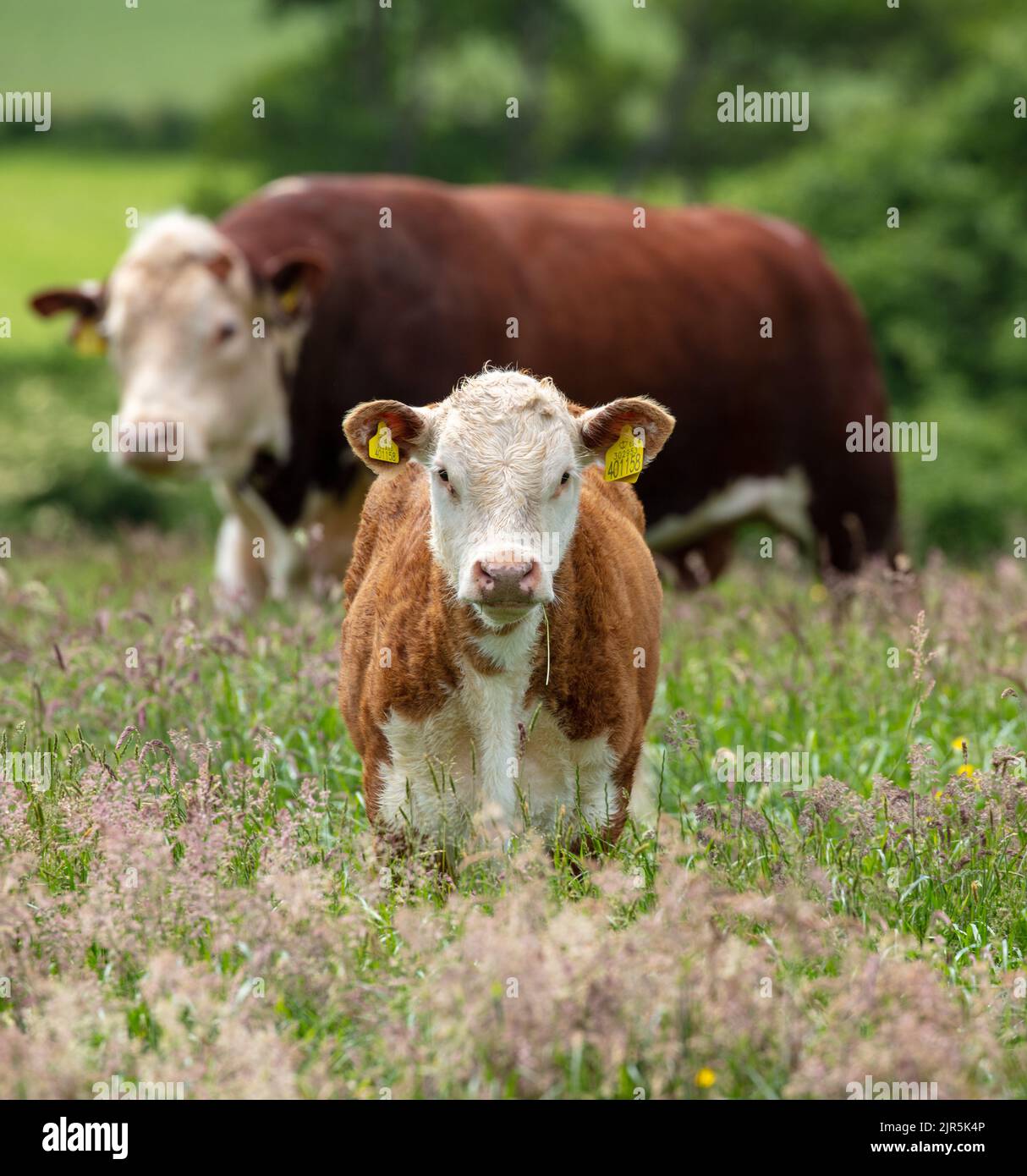 Bull with calves uk hi-res stock photography and images - Alamy