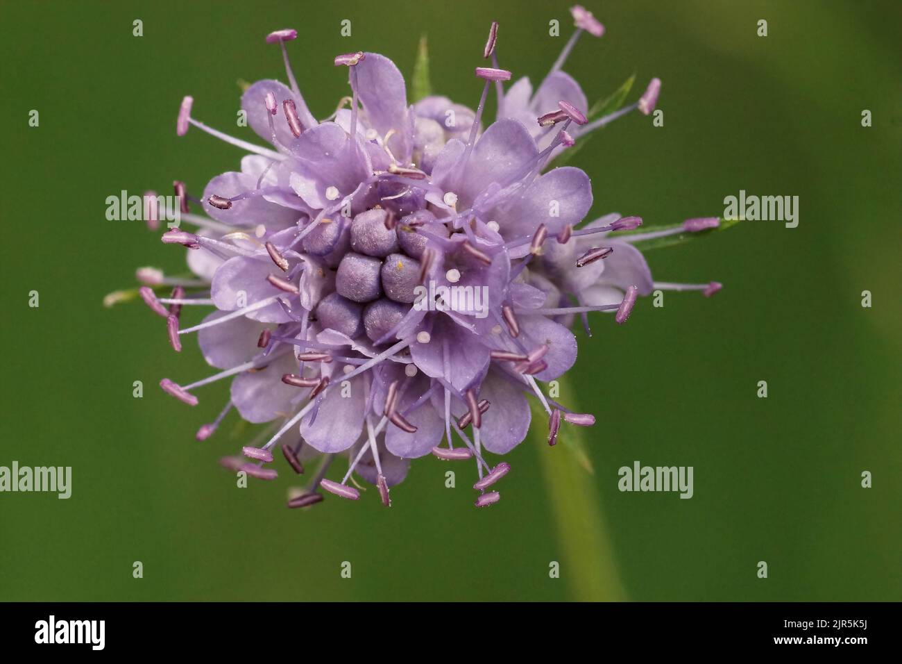 Closeup on the colorful blue flower of the devil's-bit scabious ...