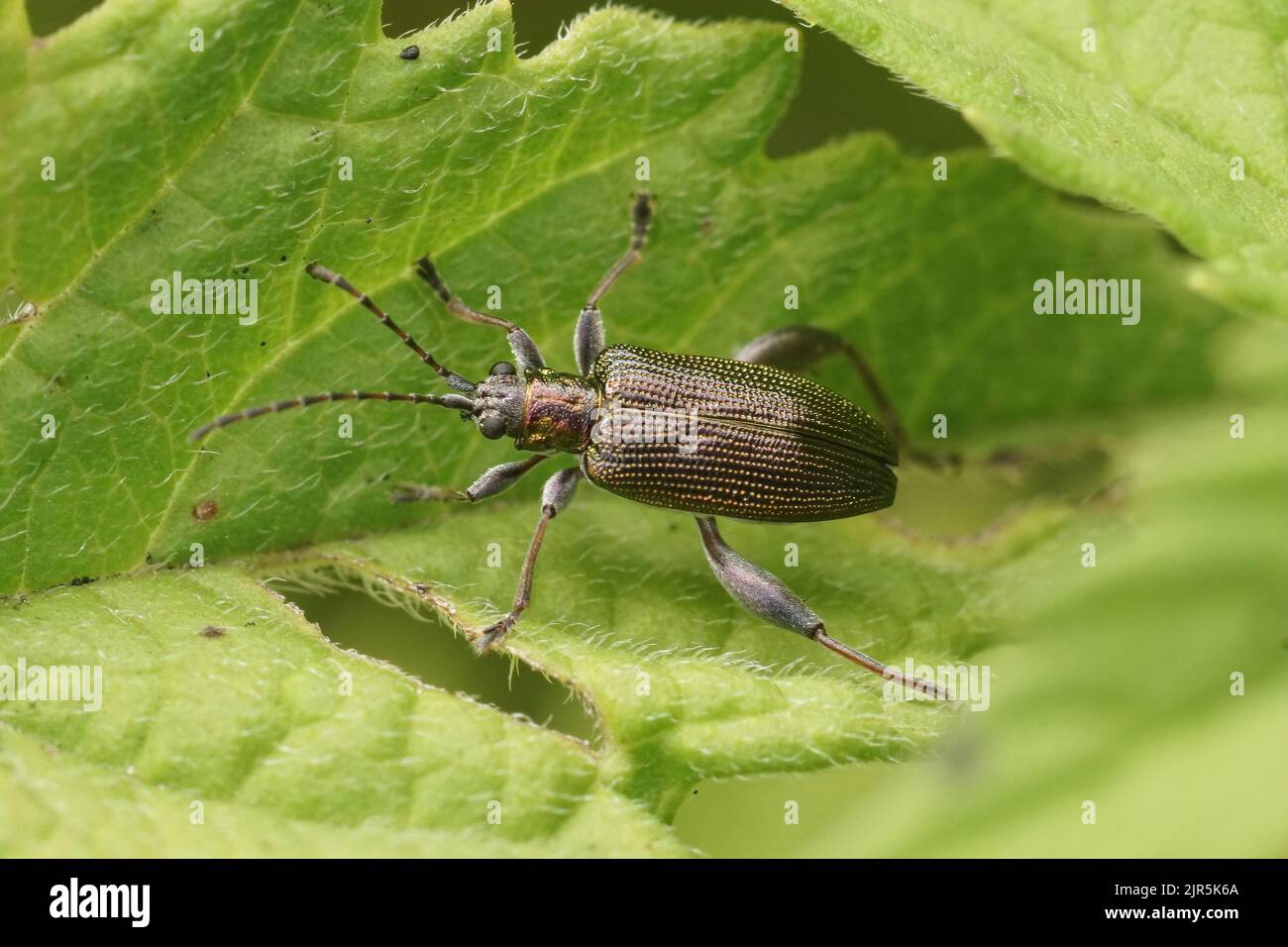 Detailed natural closeup on a brassy colored half-penny reed beetle ...