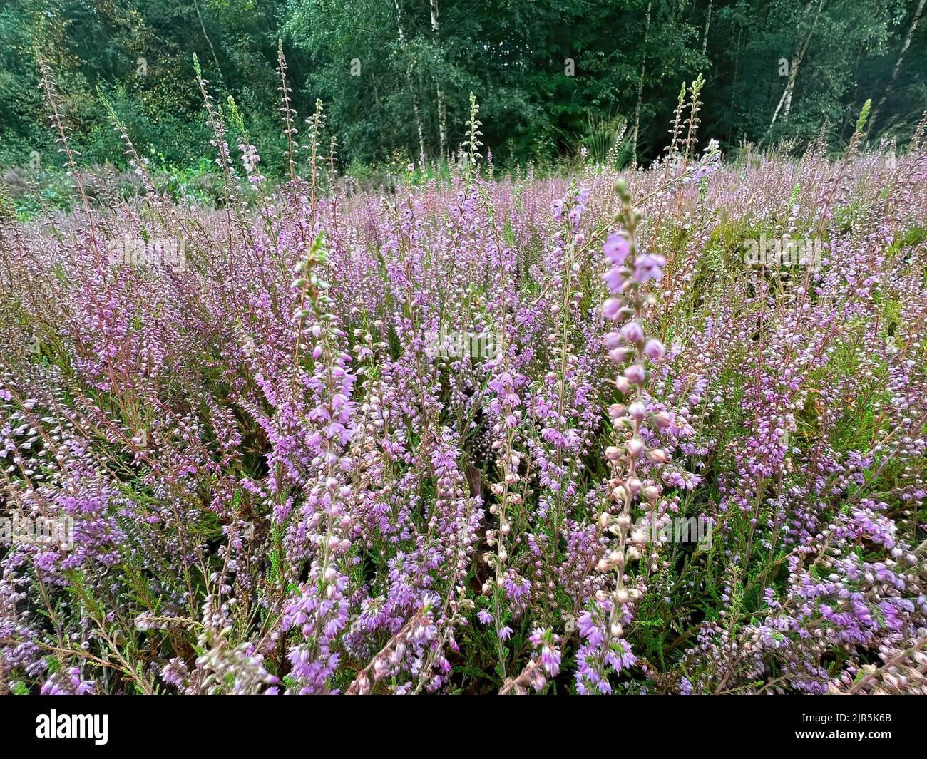 A scenic wide angle landscape on a moorland filled with purple ...
