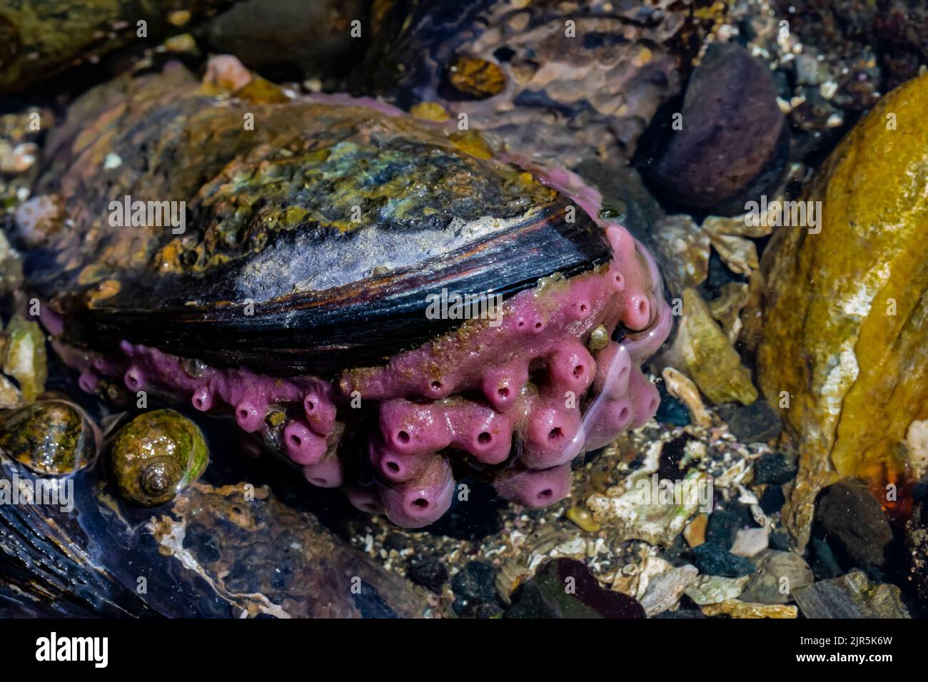 Purple Encrusting Sponge, Haliclona permollis, inside a California ...