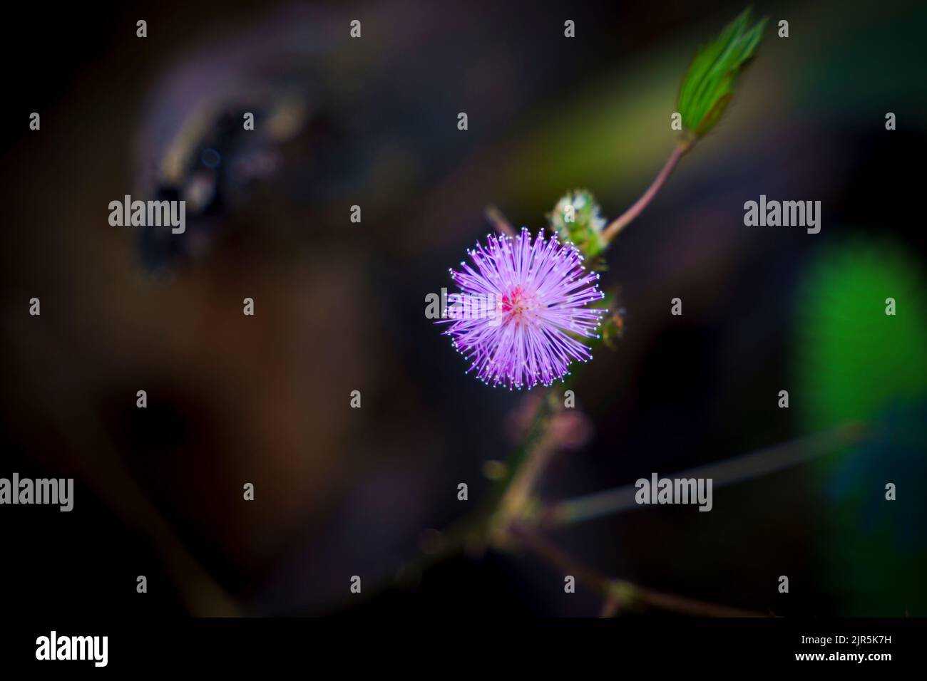 close up macro photo of pantropical weed mimosa pudica also known as ...