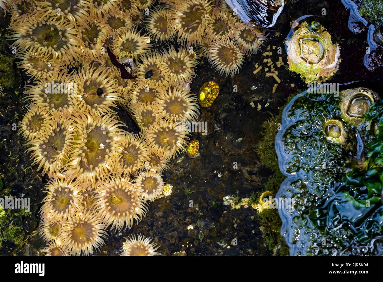 Aggregating Anemone, Anthopleura elegantissima, colony at Tongue Point ...