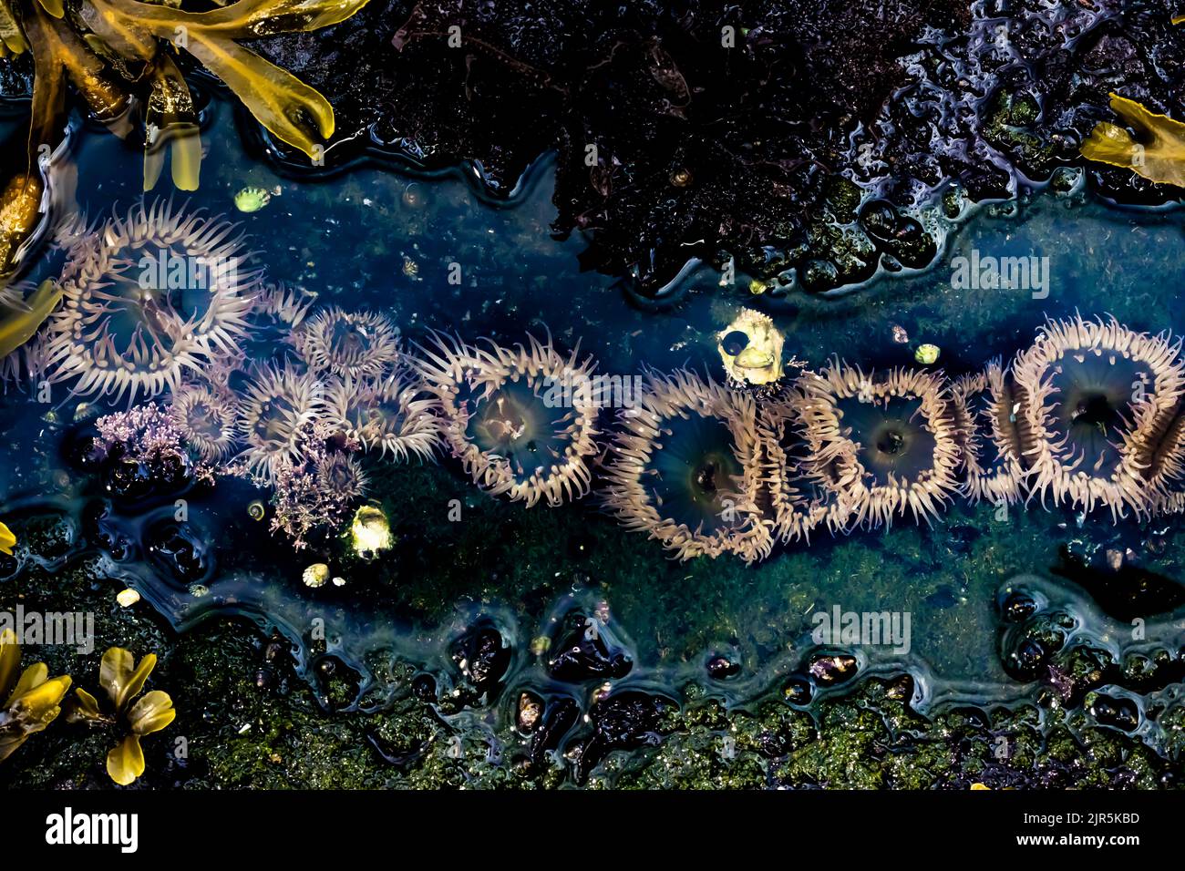 Aggregating Anemone, Anthopleura elegantissima, colony at Tongue Point ...