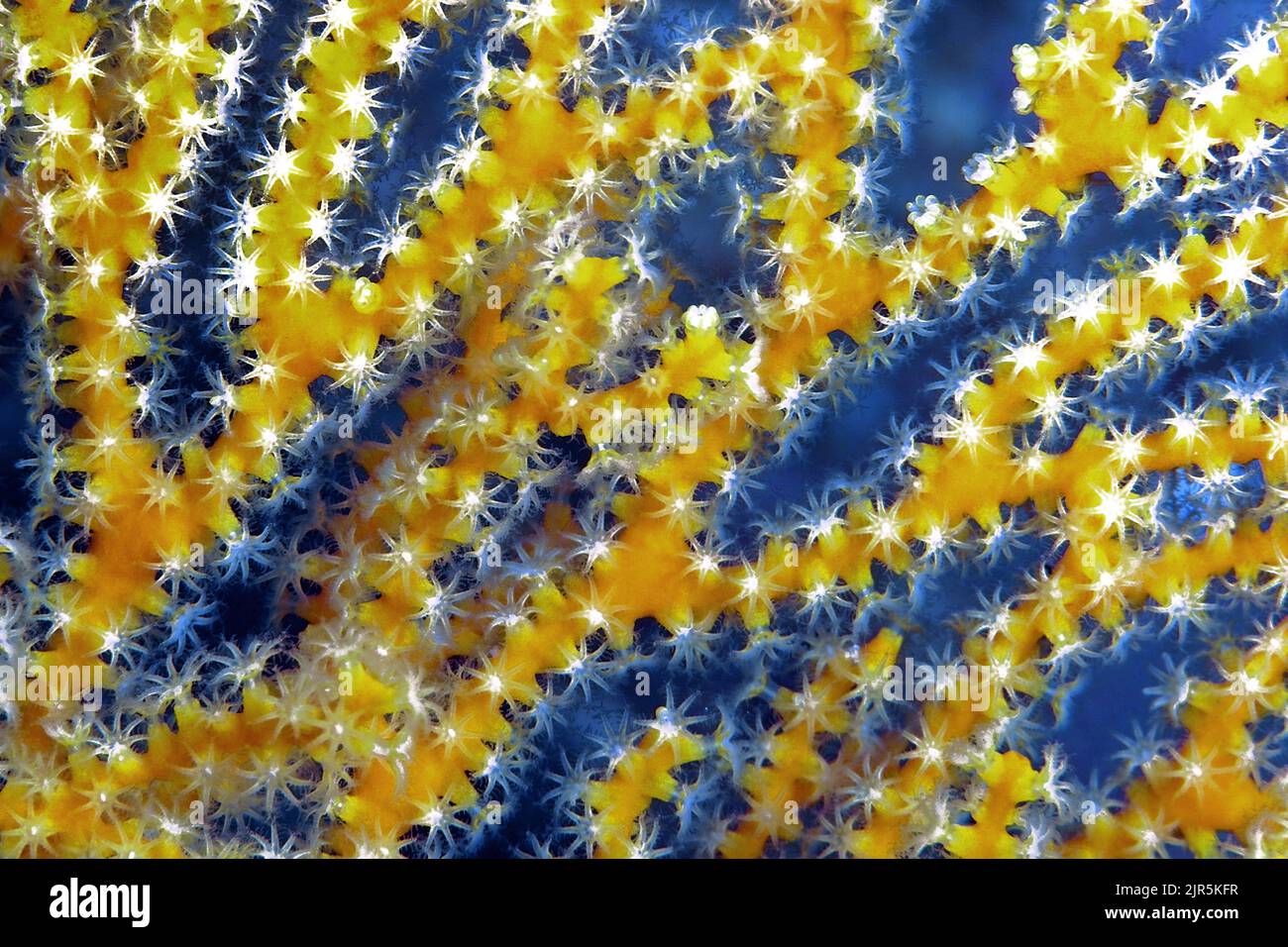 Polyps of an seafan (Gorgonacea), Subergorgiidae, Sulawesi, Indonesia ...