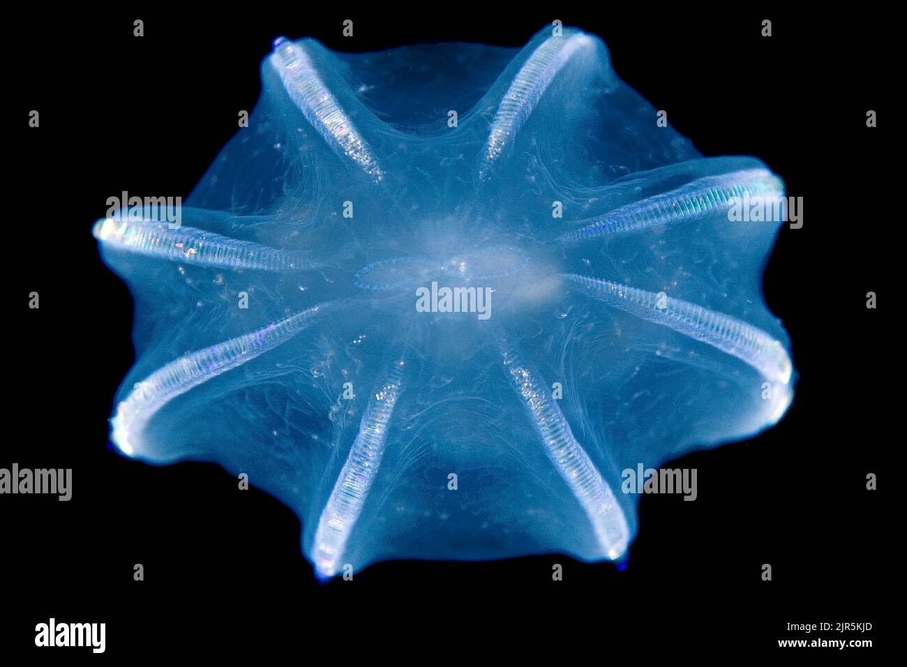 Comb jellyfish hi-res stock photography and images - Alamy