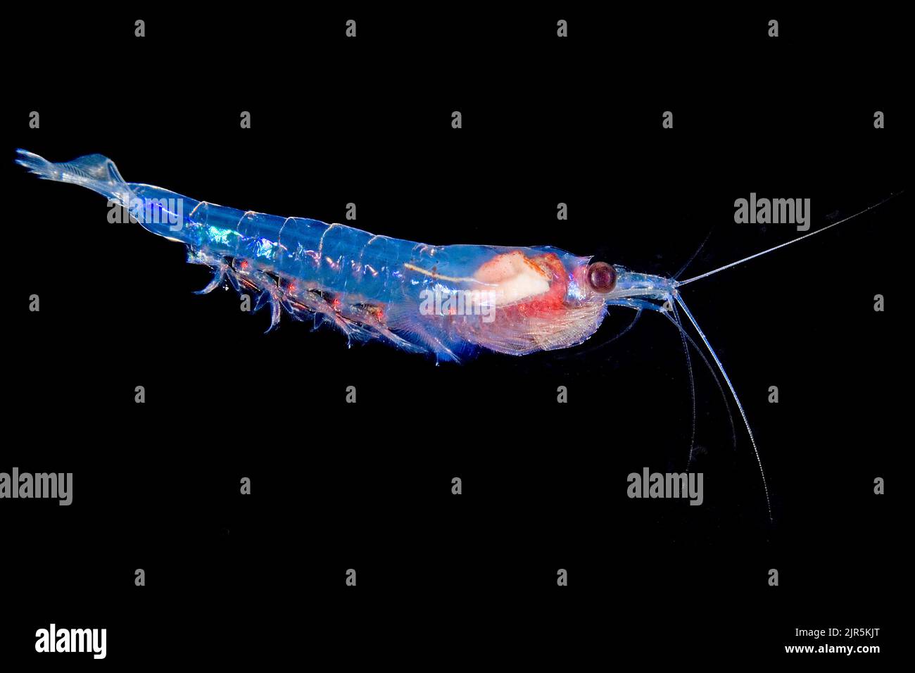 Leuchtgarnelen hi-res stock photography and images - Alamy