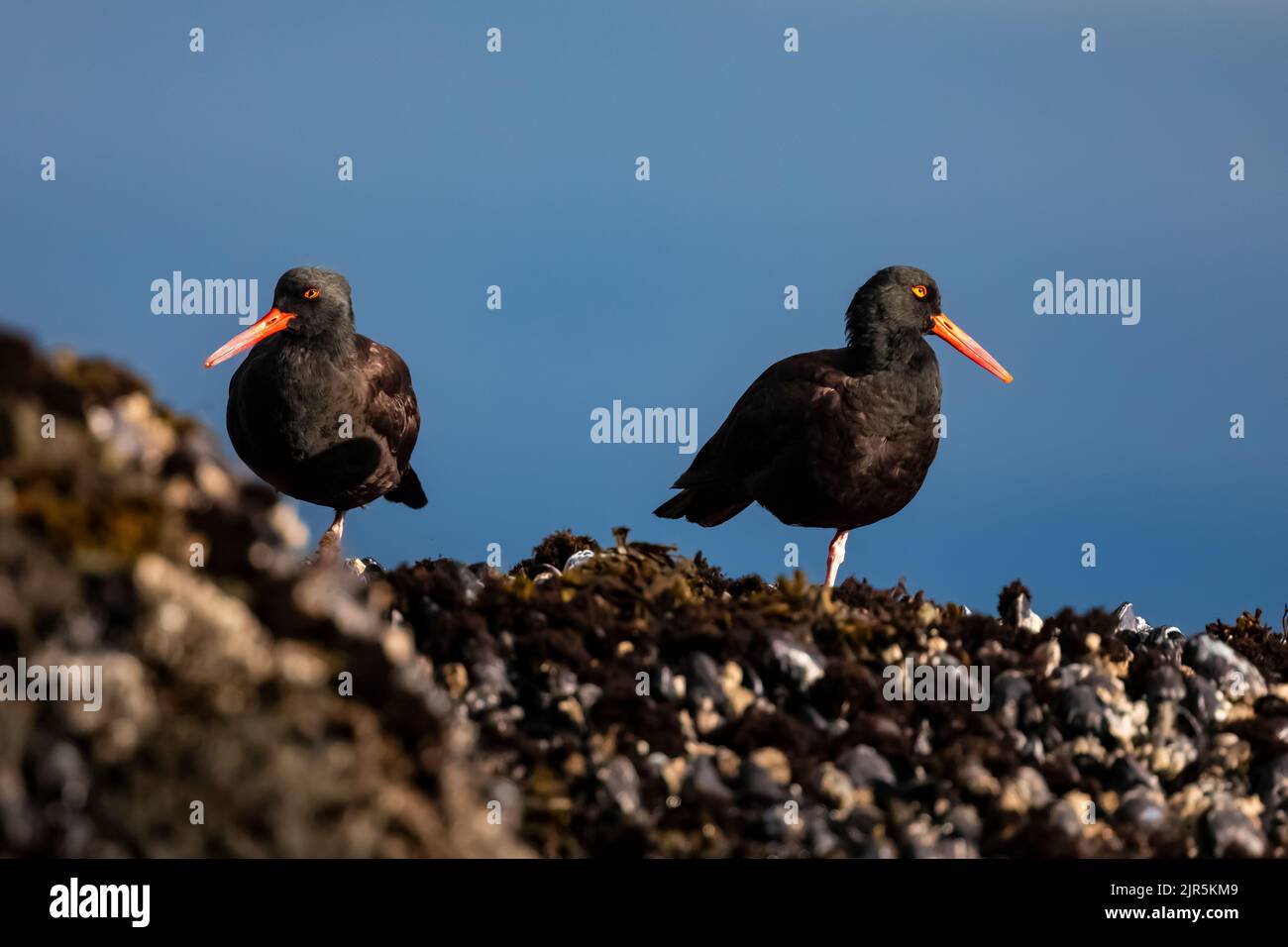Black Oystercatchers, Haematopus bachmaniat, on mussel bed at low tide ...