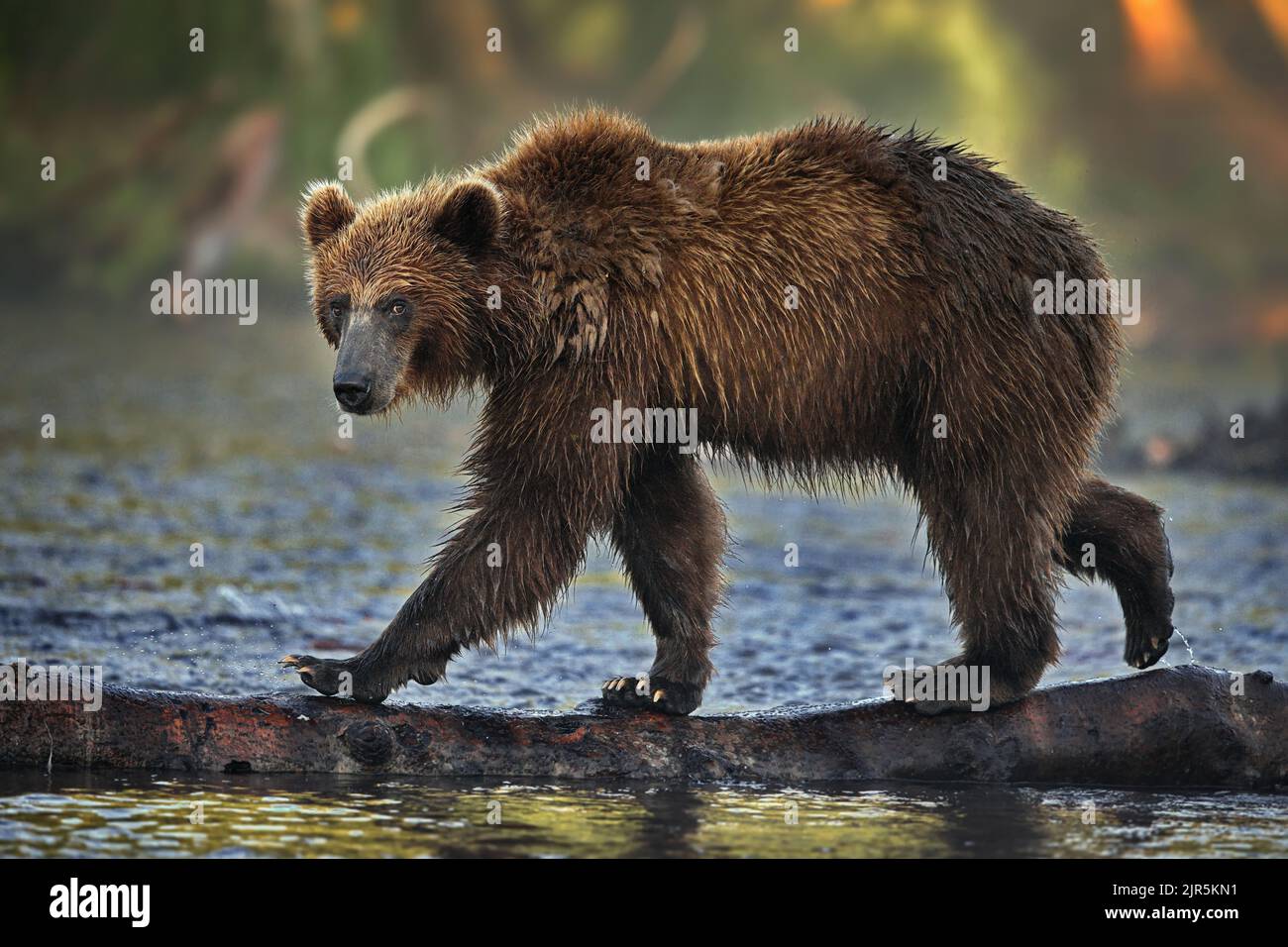 A closeup shot of a brown bear walking on a long floating in the river ...