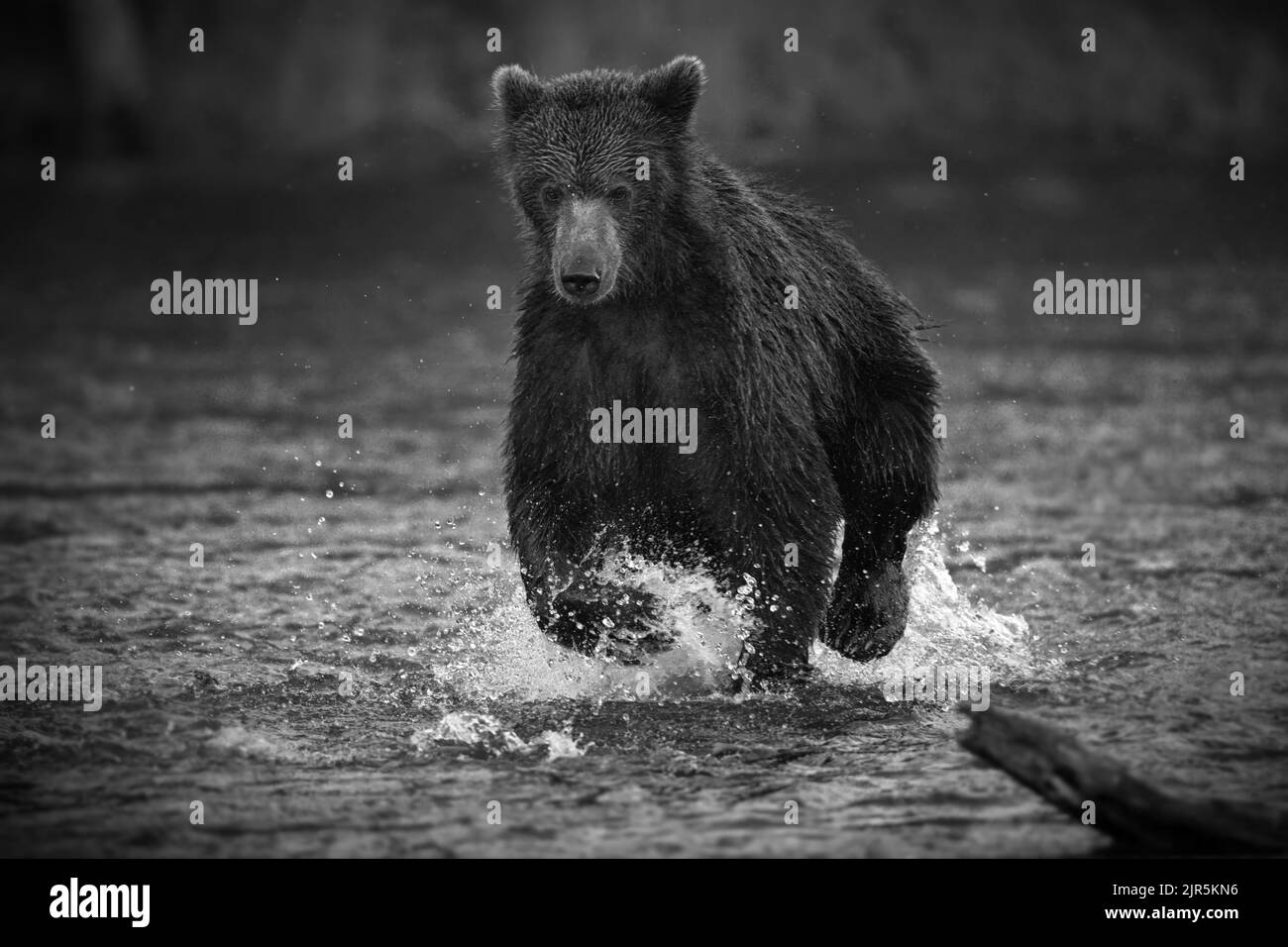 A closeup grayscale shot of a brown bear running in a river water with ...