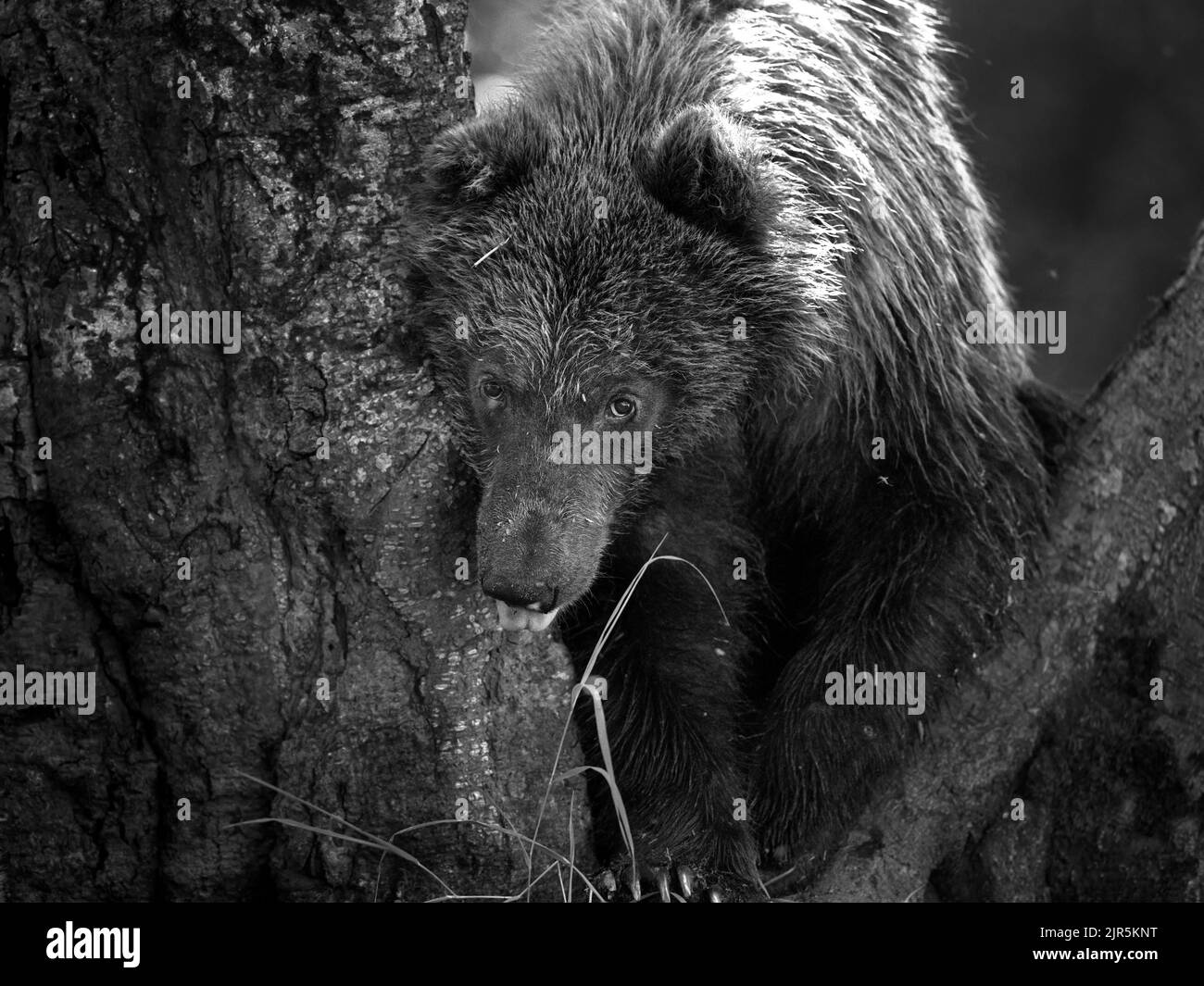 A closeup grayscale shot of a brown bear leaning its head against a ...